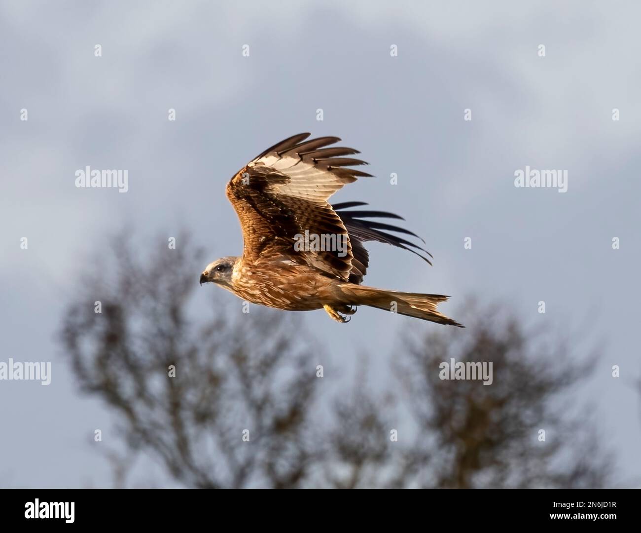 A low-angle of a red kite flying over clear sky with deciduous tree ...