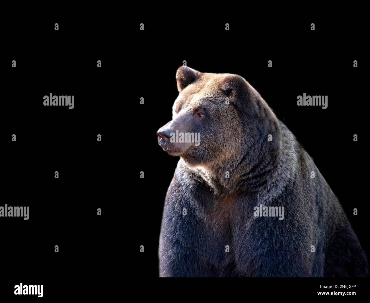 Portrait of grizzly bear hi-res stock photography and images - Alamy