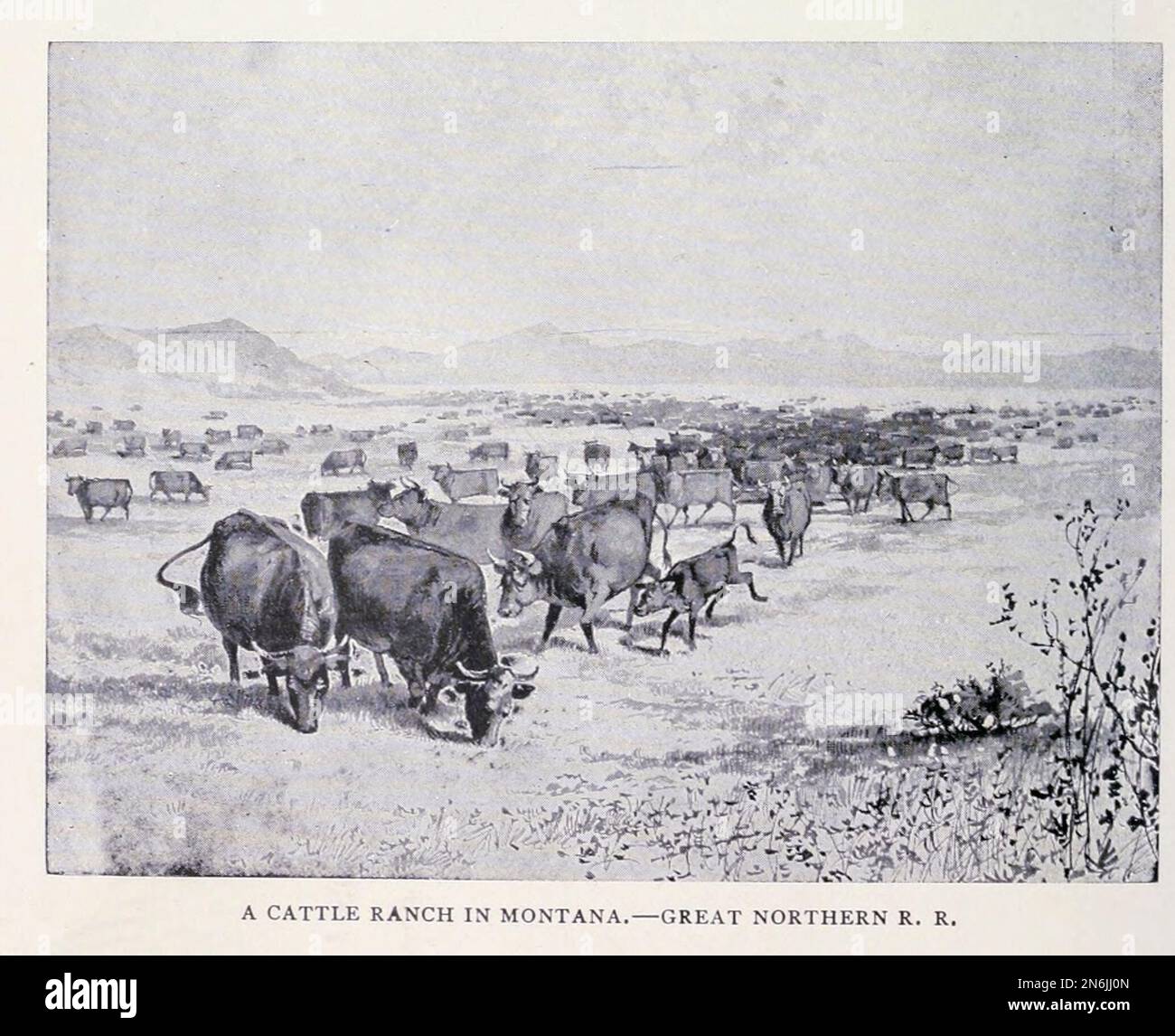 A Cattle Ranch in Montana - Great Northern R.R. from the Article Famous ...