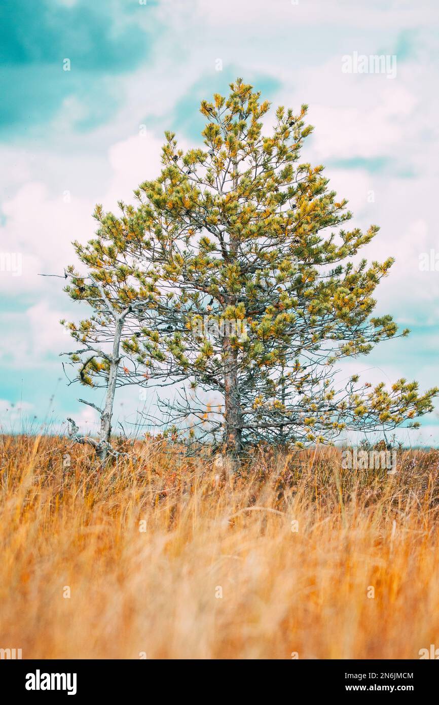 Coniferous Trees At Bog. Wetland. View On Natural Swamp. Nature Reserve ...