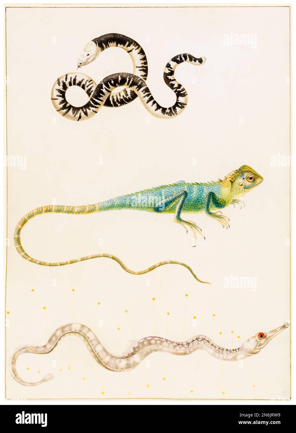 Watercolor worm hi-res stock photography and images - Alamy