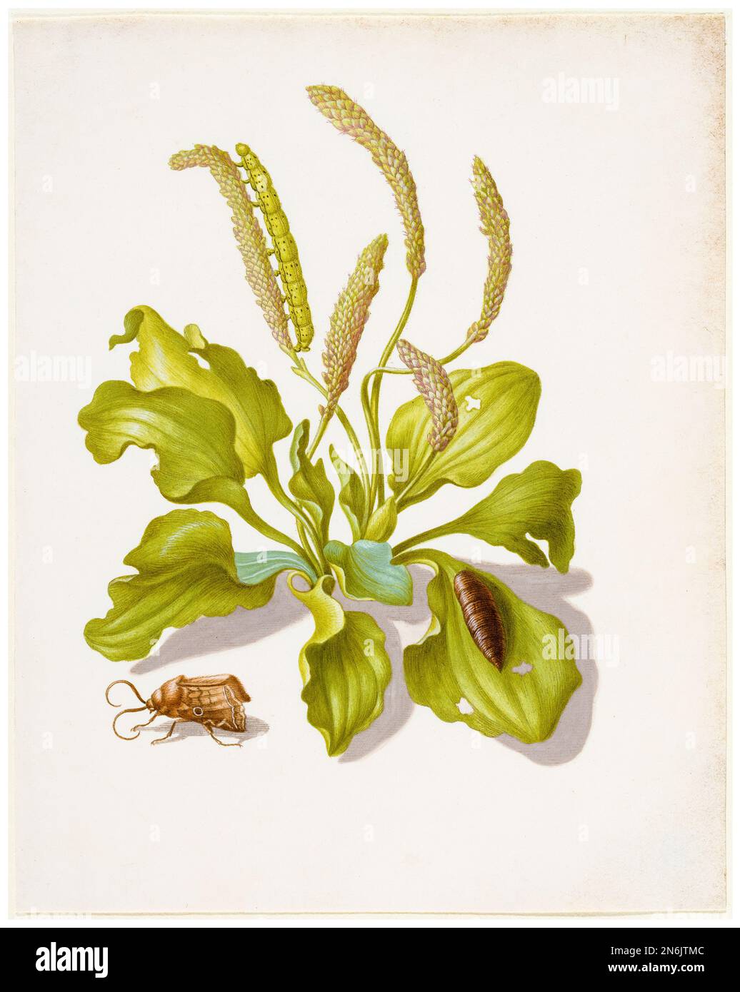 Plantain with Metamorphosis of the Bright-Line Brown-Eye Moth ...