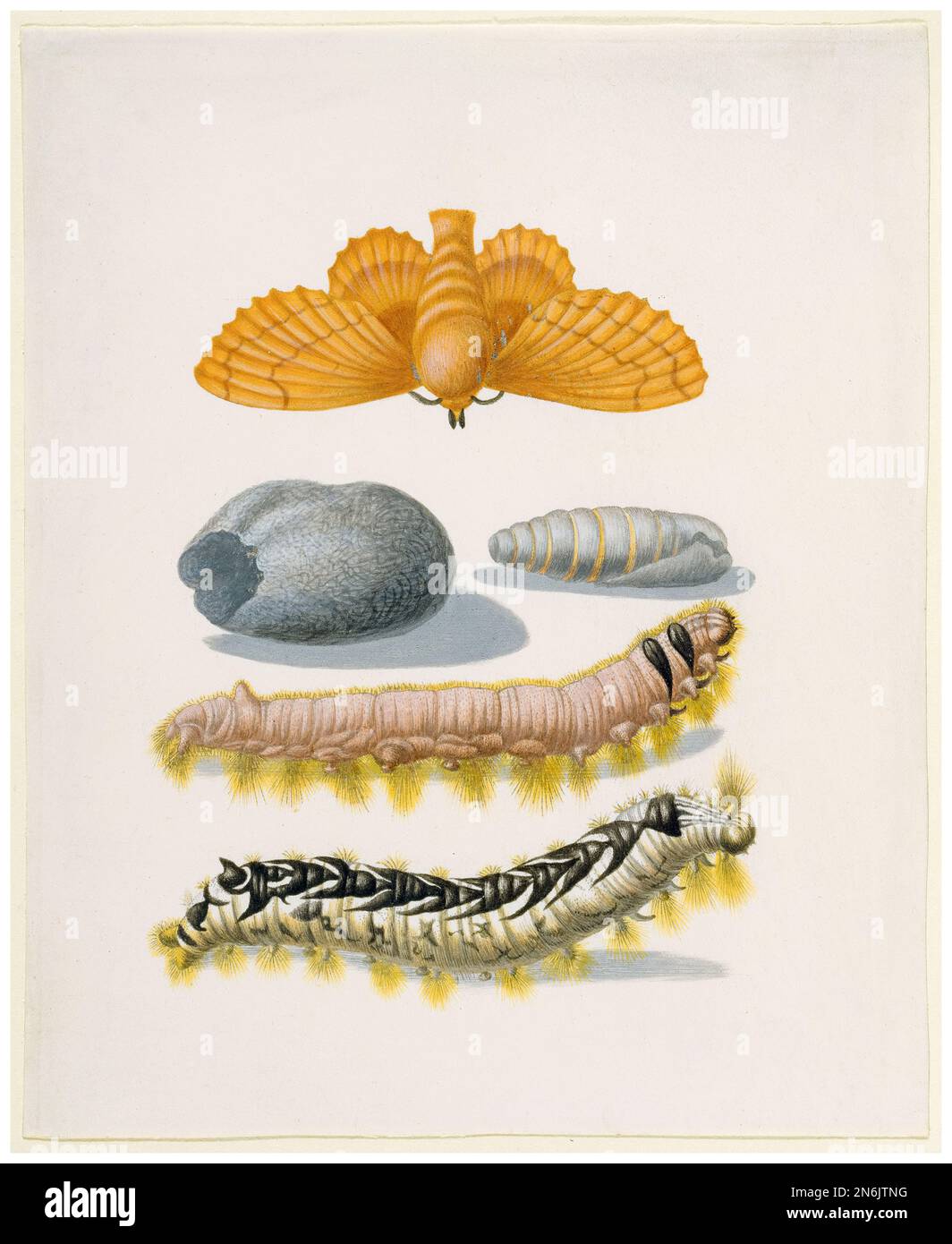 Maria Sibylla Merian illustration, Metamorphosis of the Lappet Moth ...
