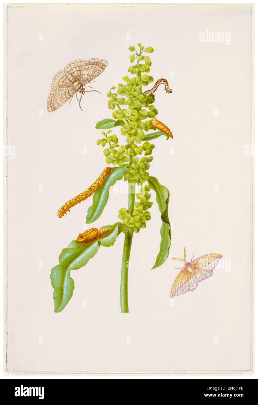 Curly Dock with Metamorphosis of the Small Engrailed Moth (Ectropis ...