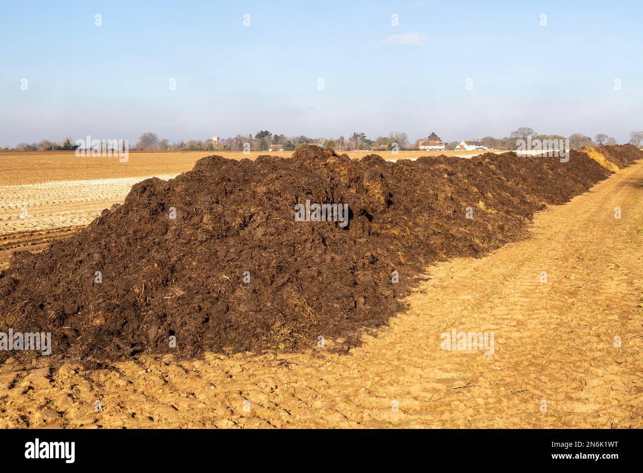 Line of organic animal manure muck fertiliser in field, Shottisham ...