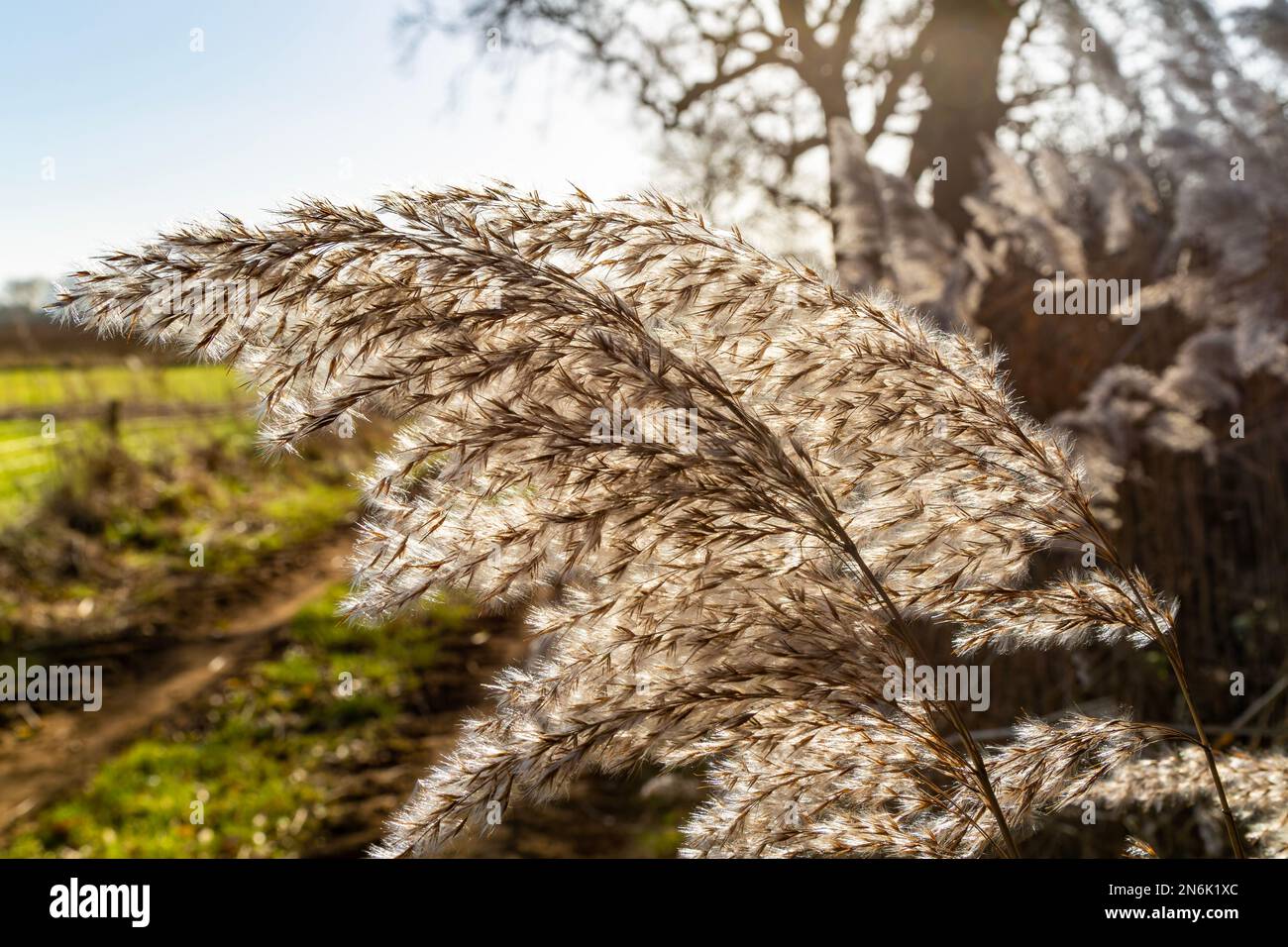 Seedhead of Common Reed phragmites australis back lit close up, Suffolk ...