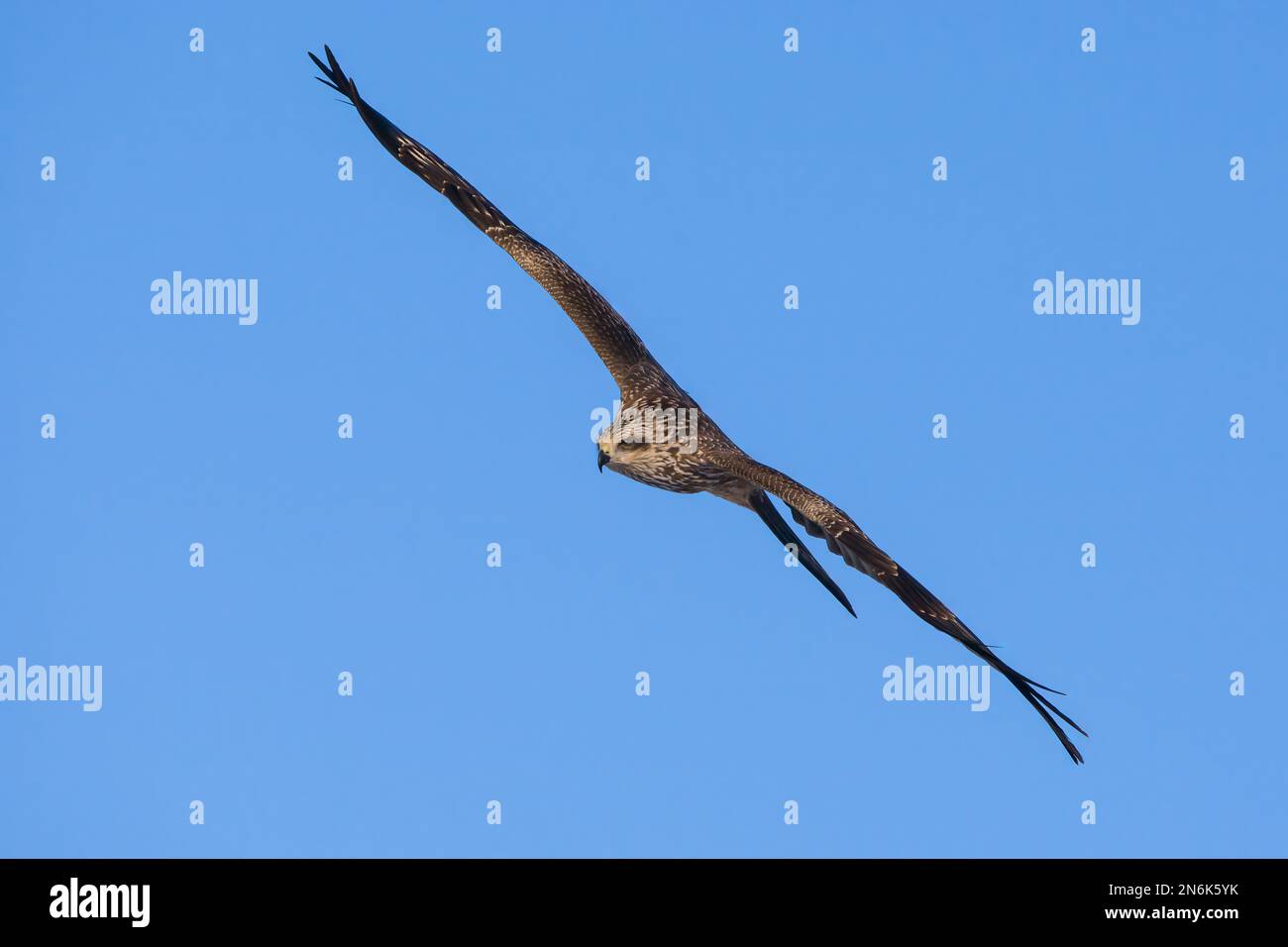 Black Kite in flight Stock Photo - Alamy