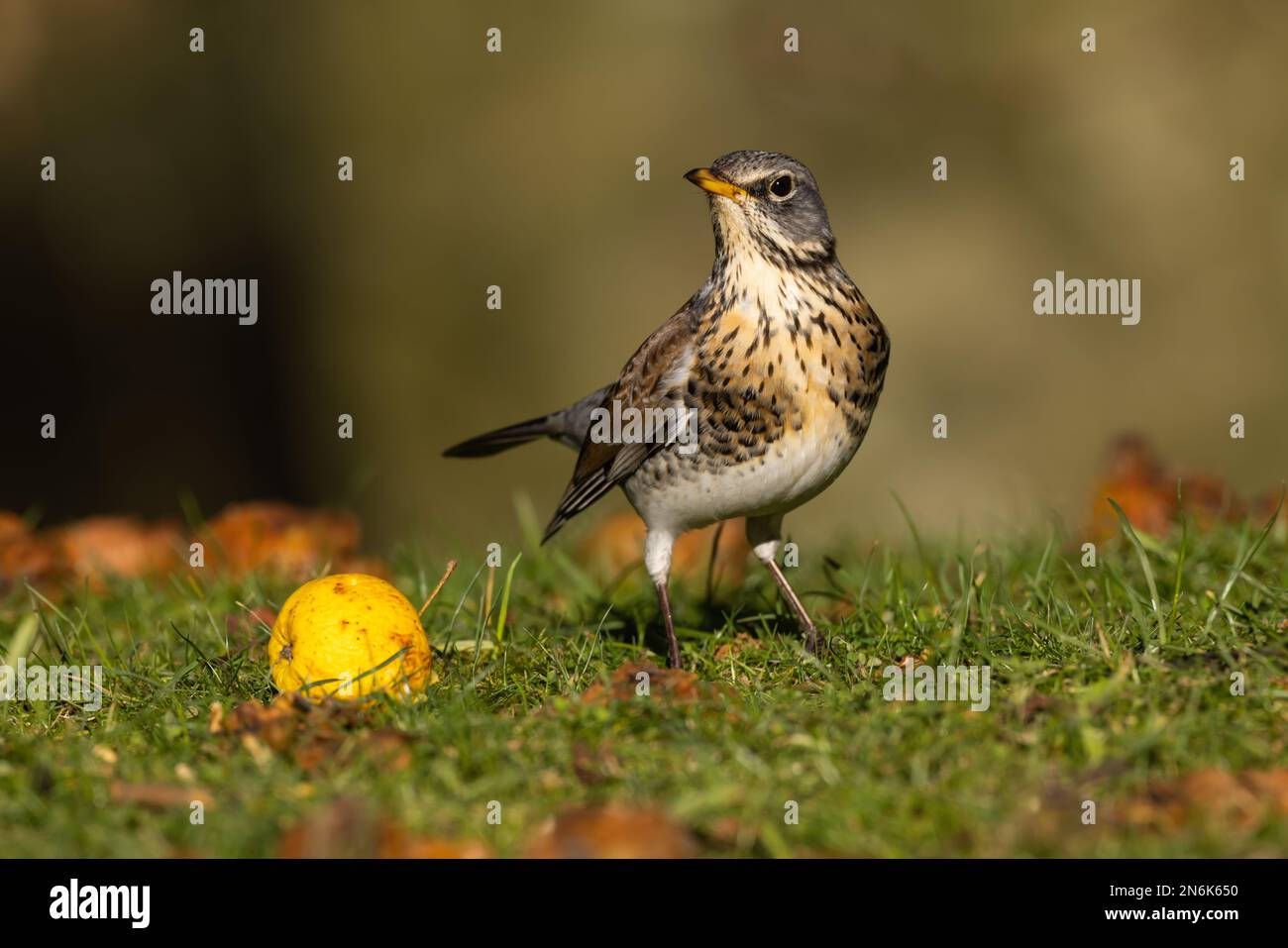 Thrushes fieldfare hi-res stock photography and images - Alamy