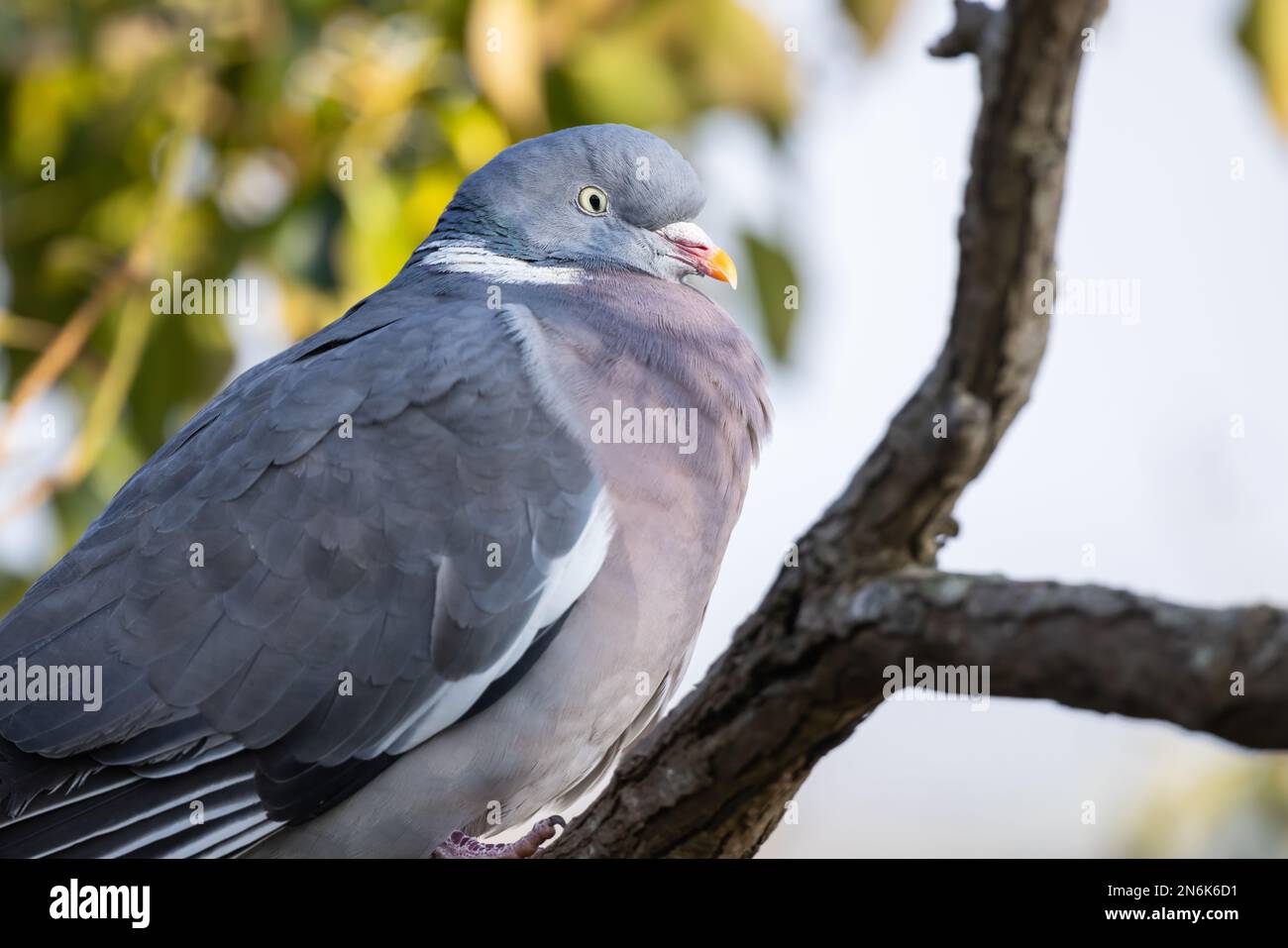 Relaxing at a tree hi-res stock photography and images - Alamy