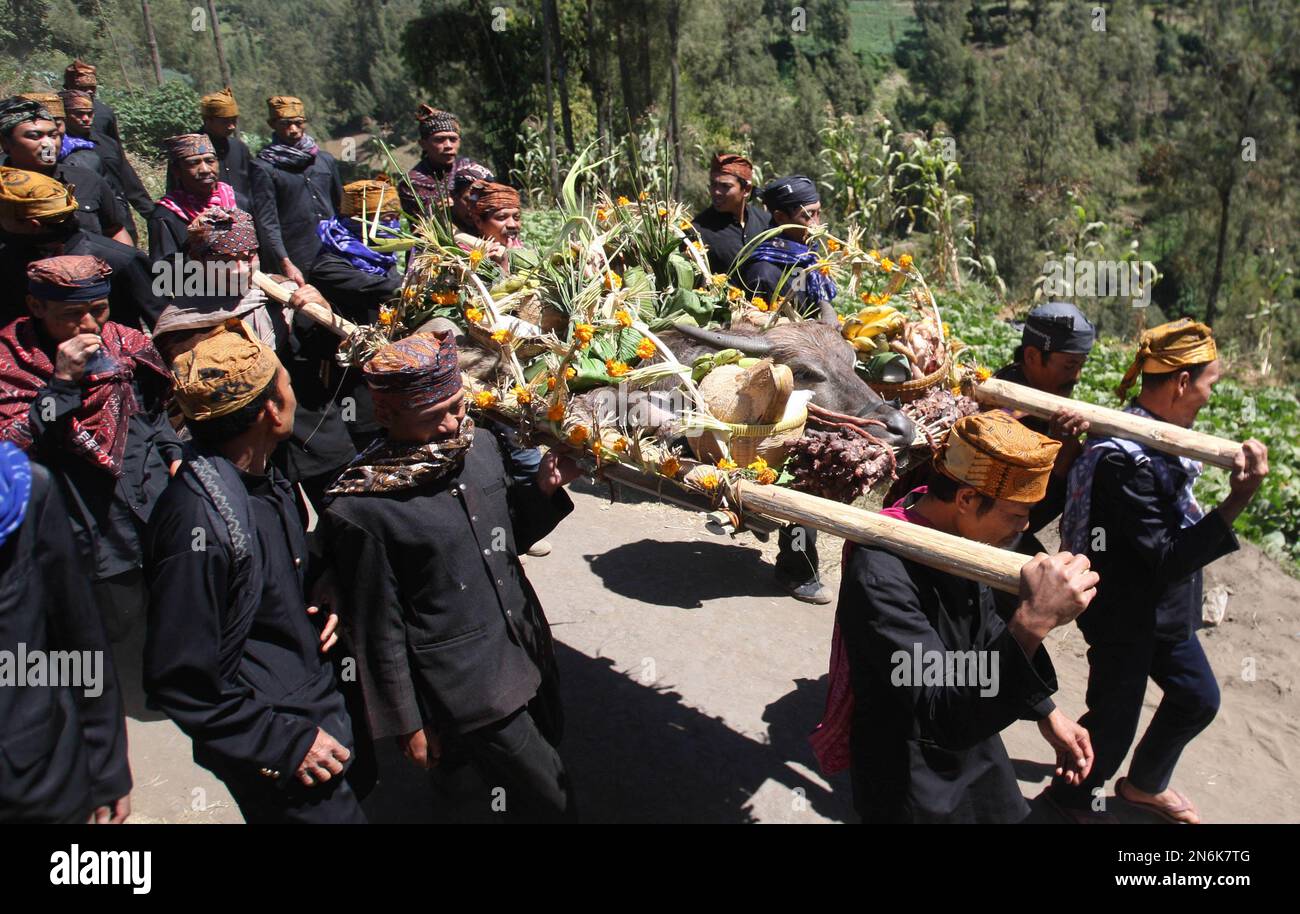 Tengger tribesmen carry their offering, a buffalo, during the religious ...