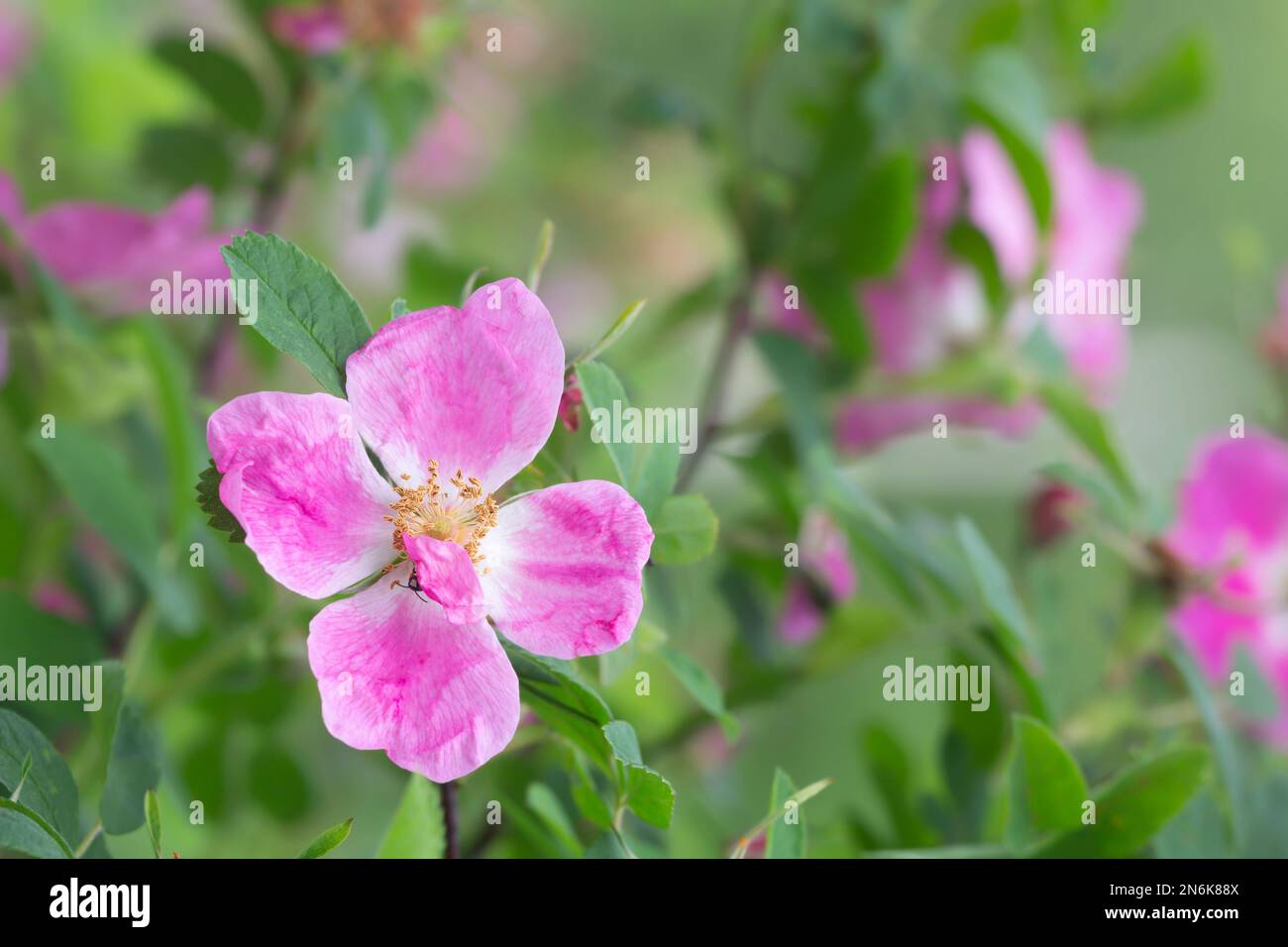 Cinnamon rose, Rosa majalis in blossom, horizontal composion Stock ...
