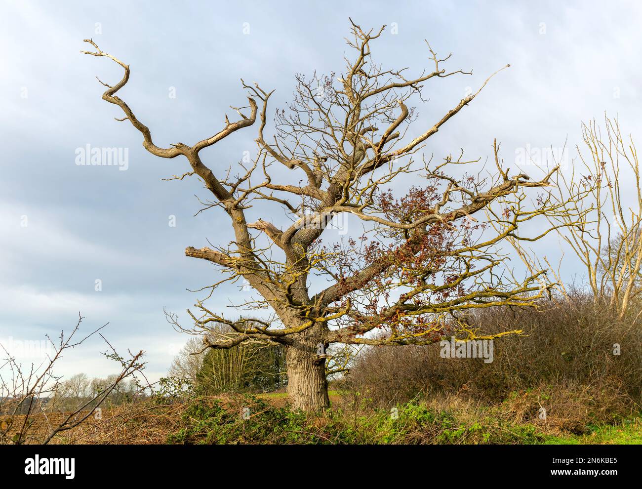 Spreading branches of oak tree in winter, Quercus Robur, Suffolk ...