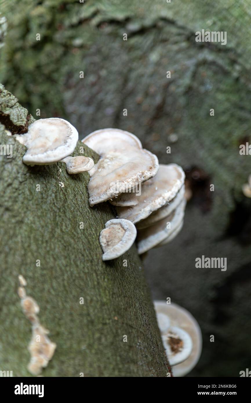 Bracket fungus growing on stump fallen tree, Suffolk, England, UK Stock ...