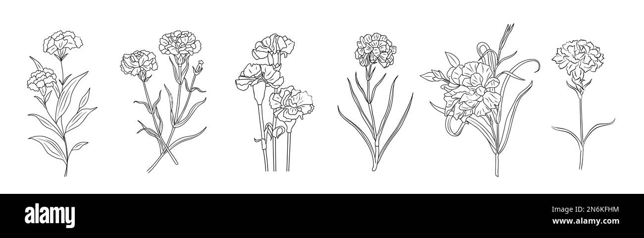 Set of Carnation January birth month flower line art vector ...