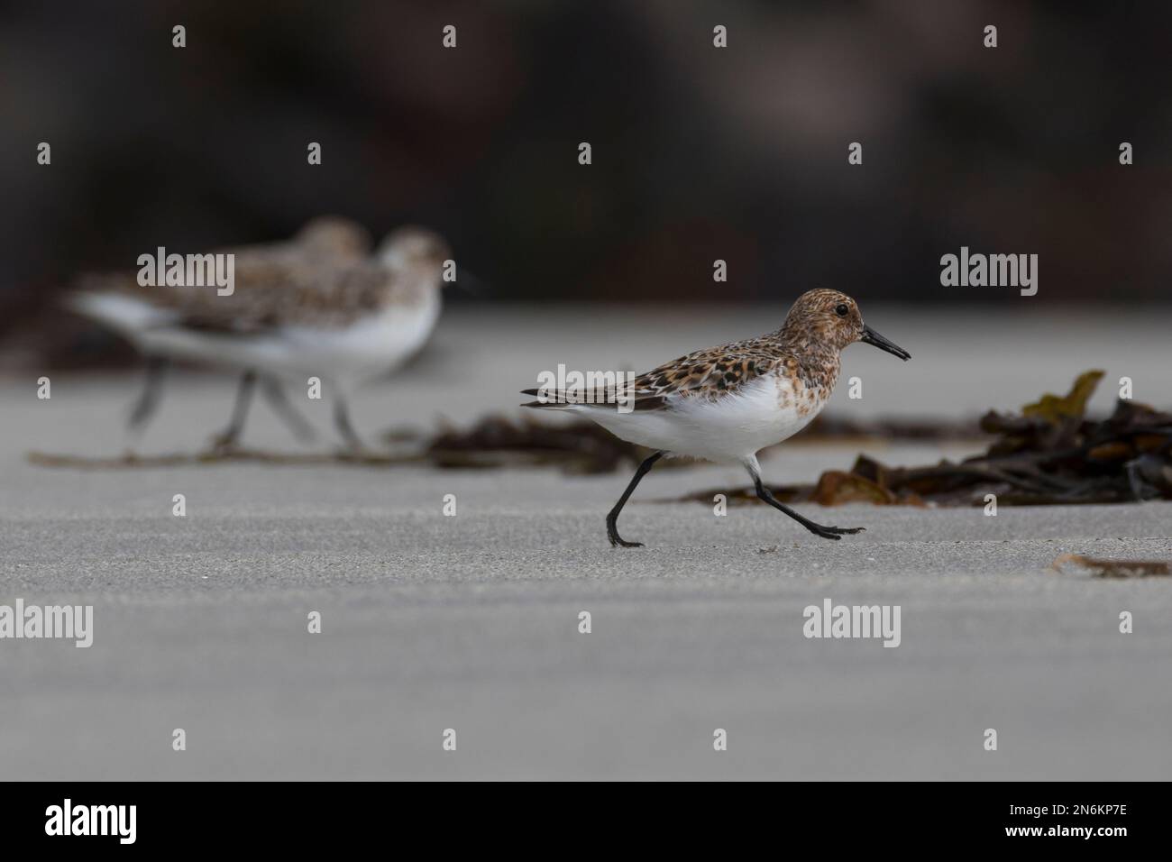 Sanderling, Prachtkleid, Calidris alba, sanderling, Le bécasseau ...