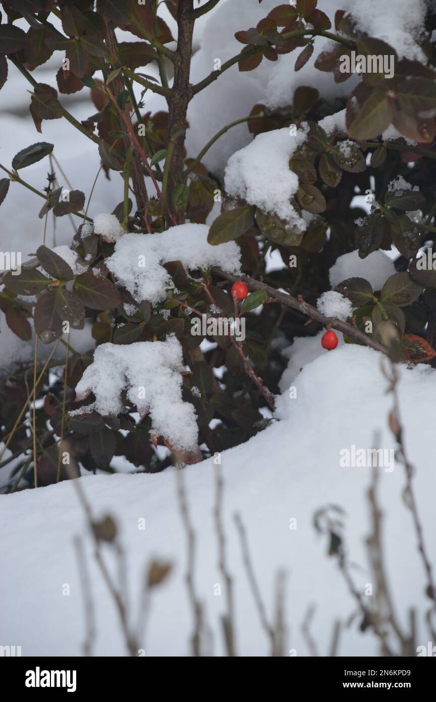 Red berry bushes in the snow Stock Photo - Alamy