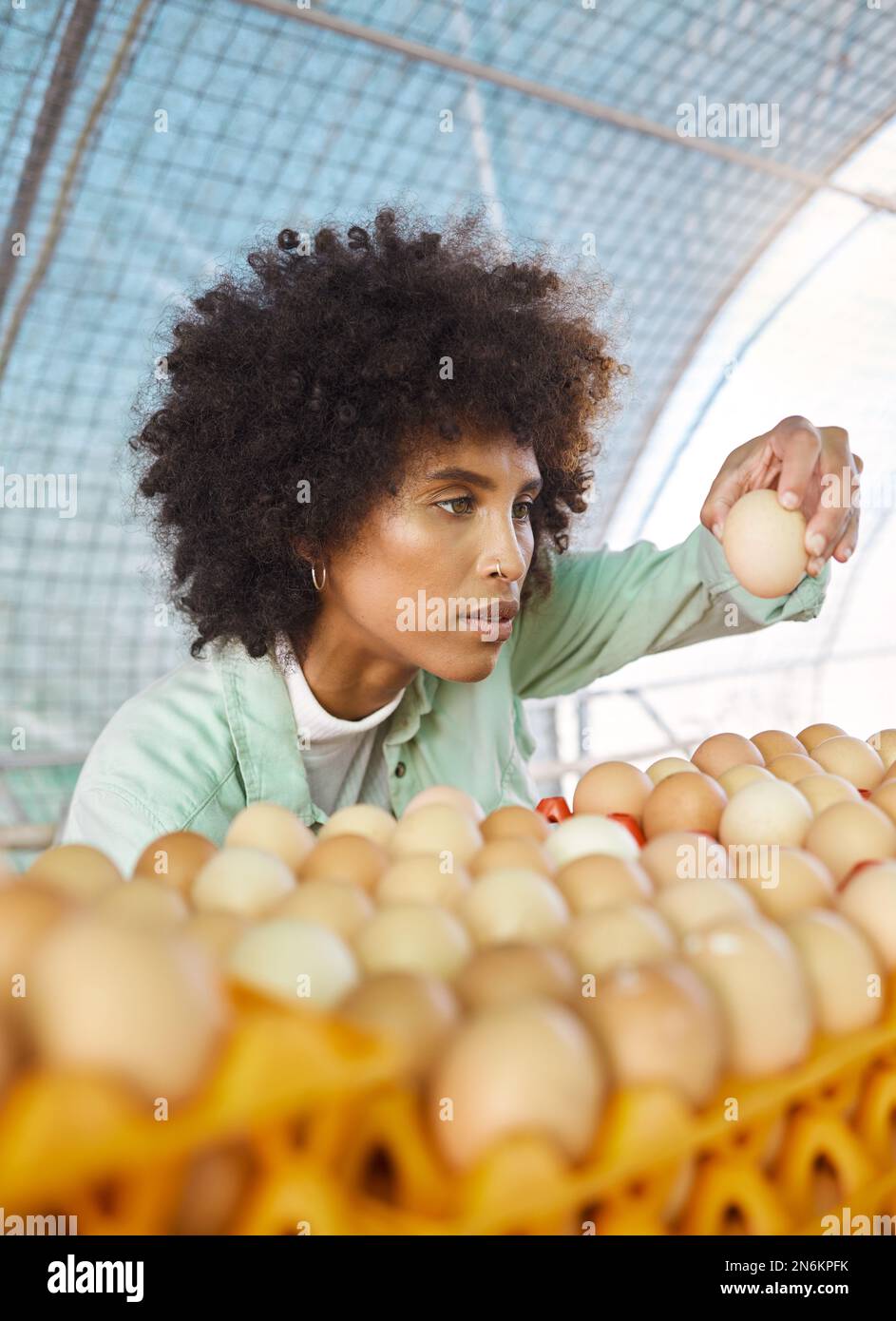 Sustainability, egg farming and black woman doing quality control in ...