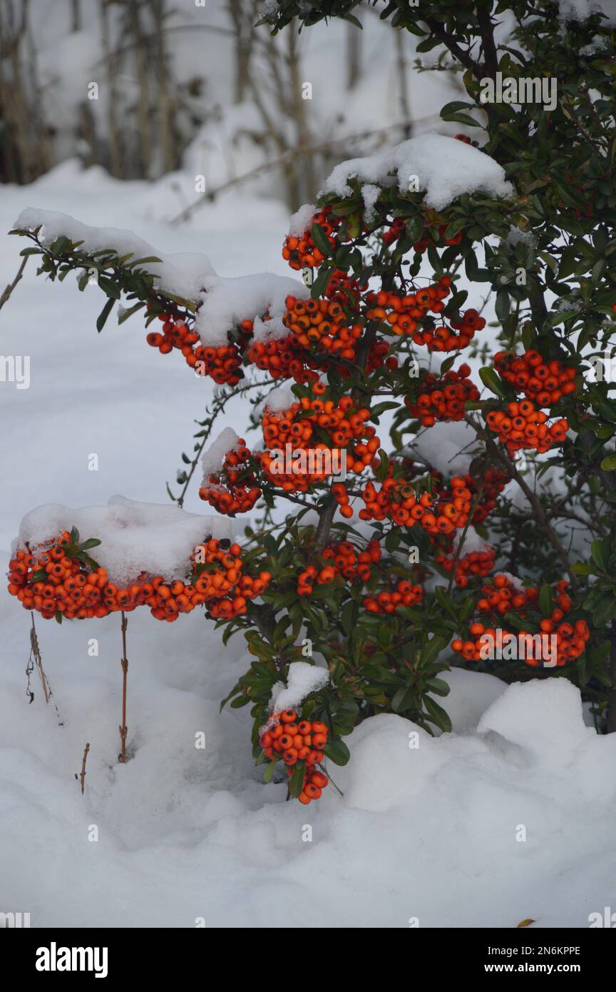 Berry covered in leaves hi-res stock photography and images - Alamy