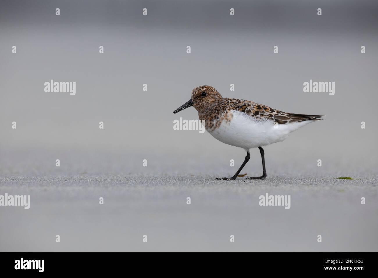 Sanderling, Prachtkleid, Calidris alba, sanderling, Le bécasseau ...