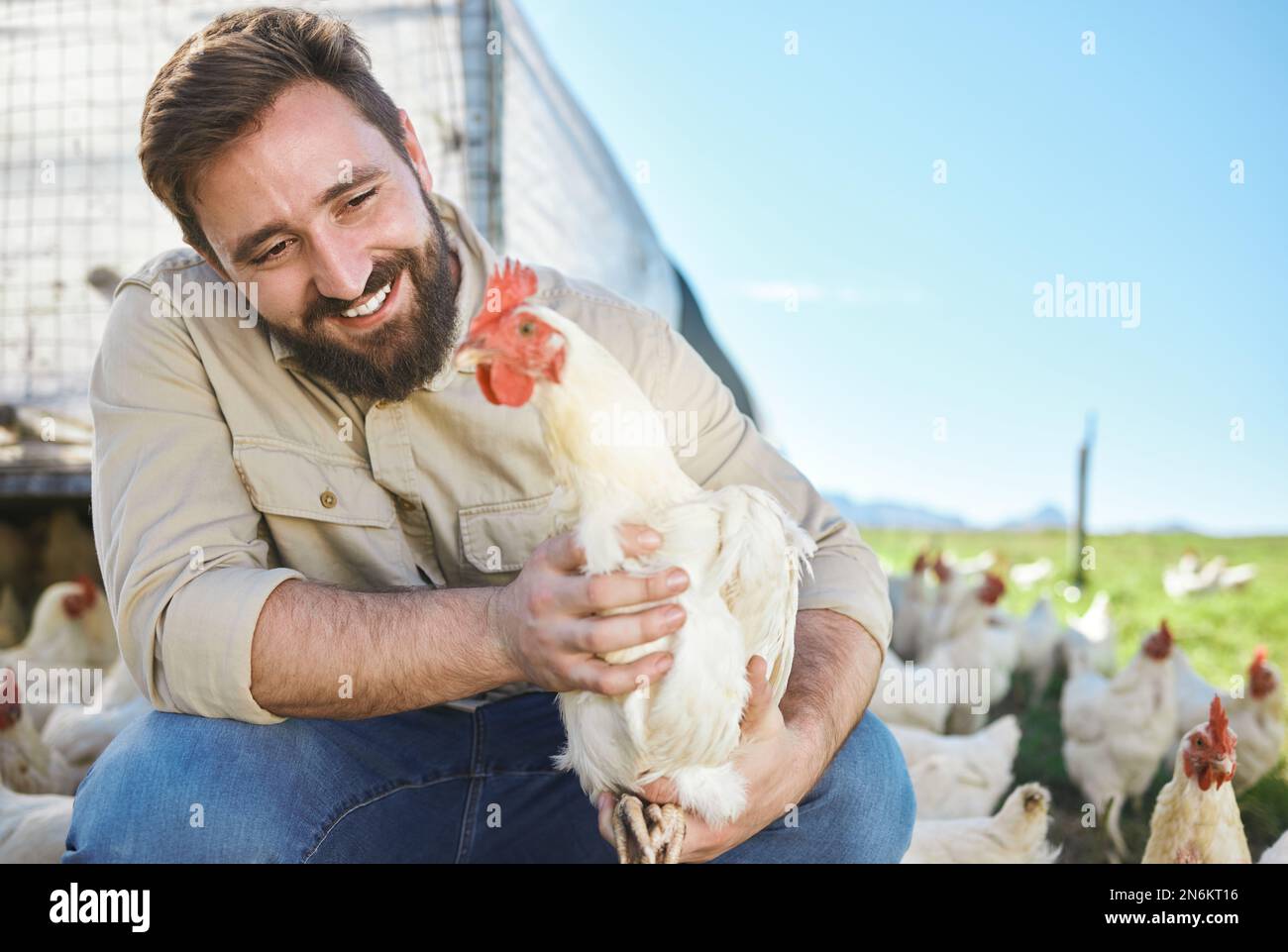 Chicken, farmer and man on livestock farm for sustainable, agriculture ...