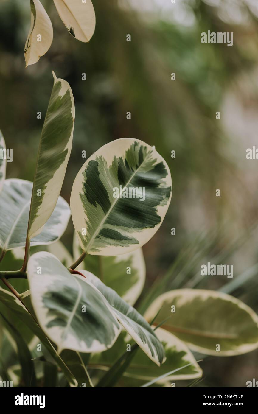 Variegated ficus elastica hi-res stock photography and images - Alamy