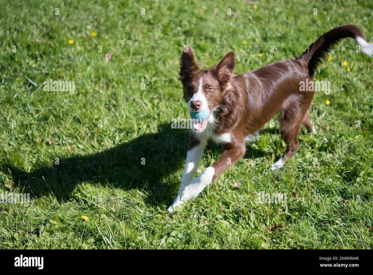 Happy Border Collie playing with a ball Stock Photo - Alamy