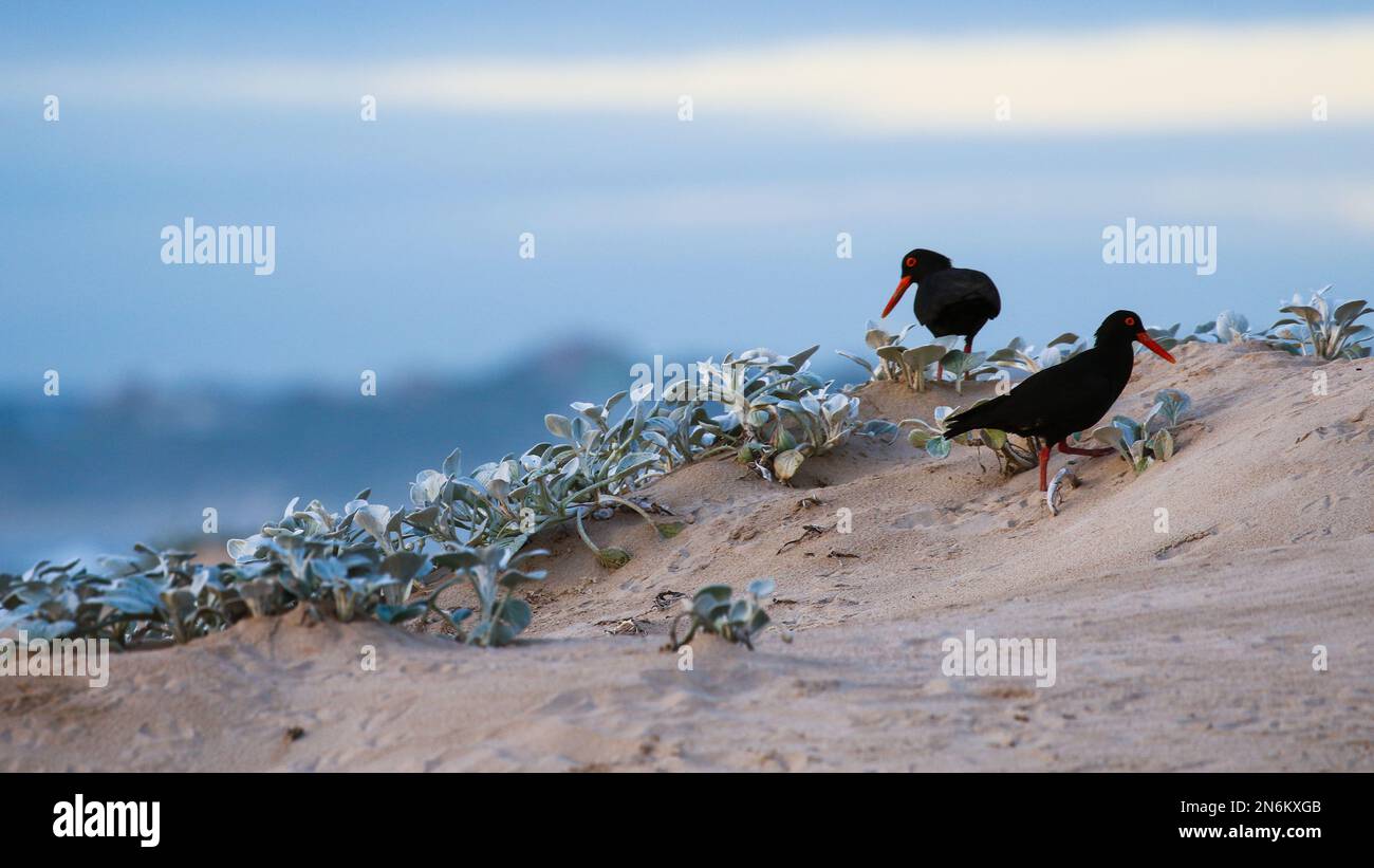 Stunning birds of the beach Stock Photo - Alamy