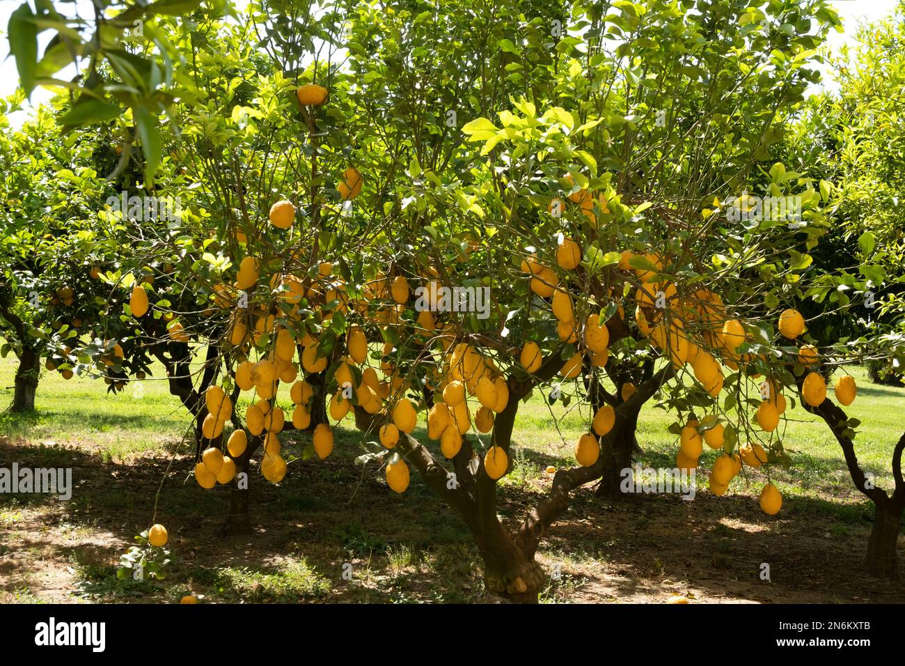 Lemon tree with a lot of ripe fruits. Mediterranean citrus grove Stock ...