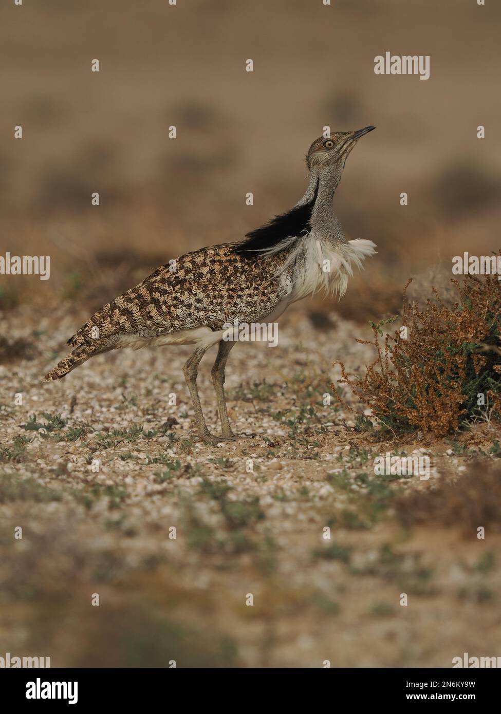 Houbara bustard are an endangered species, these images were obtained ...