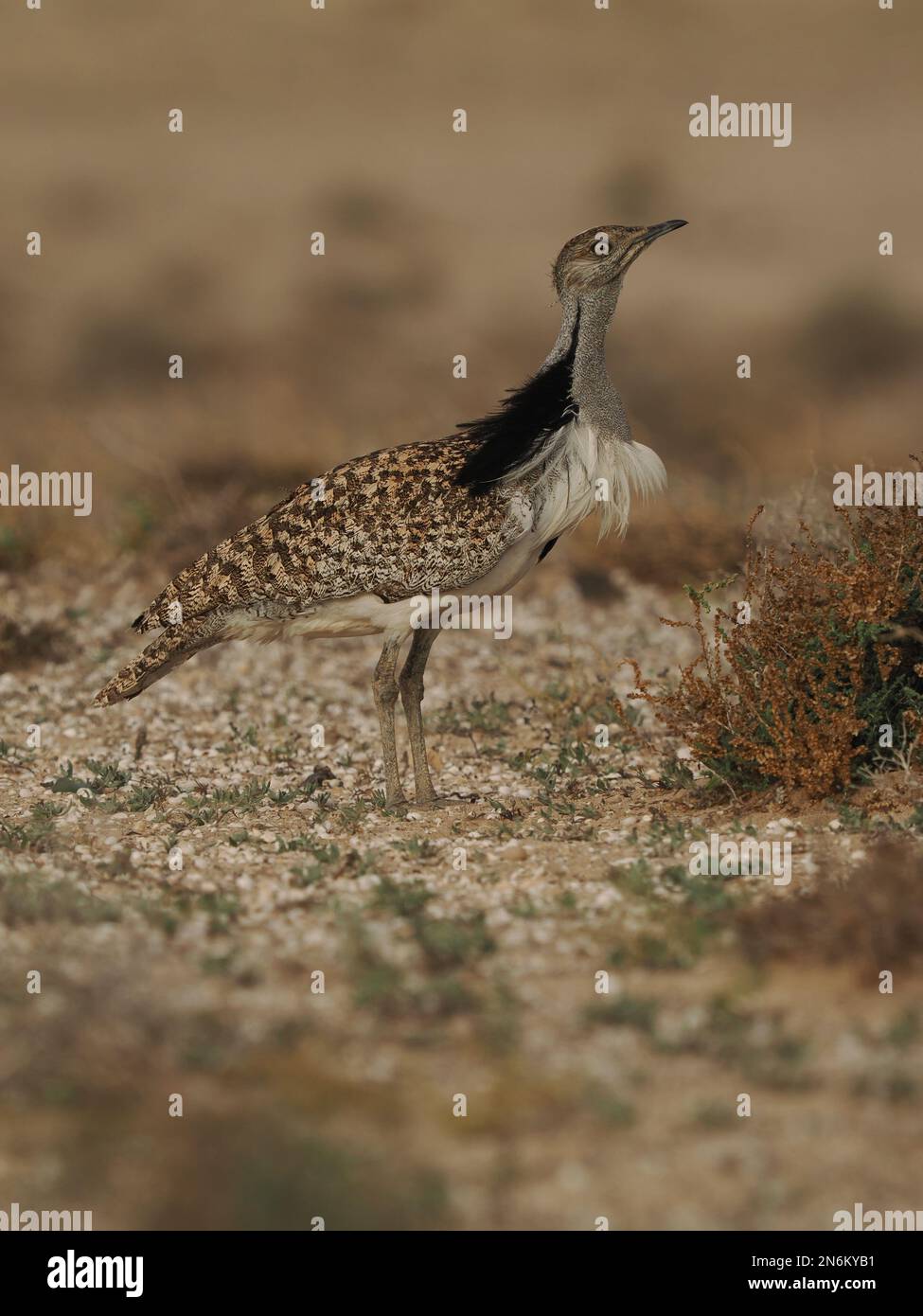 Houbara bustard are an endangered species, these images were obtained ...