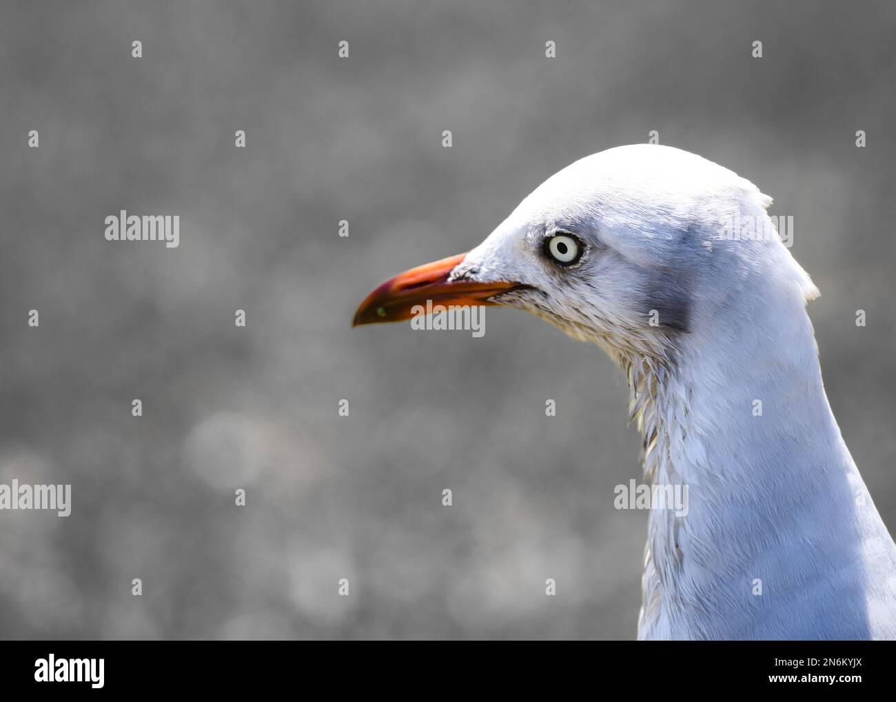 Stunning birds of the beach Stock Photo - Alamy