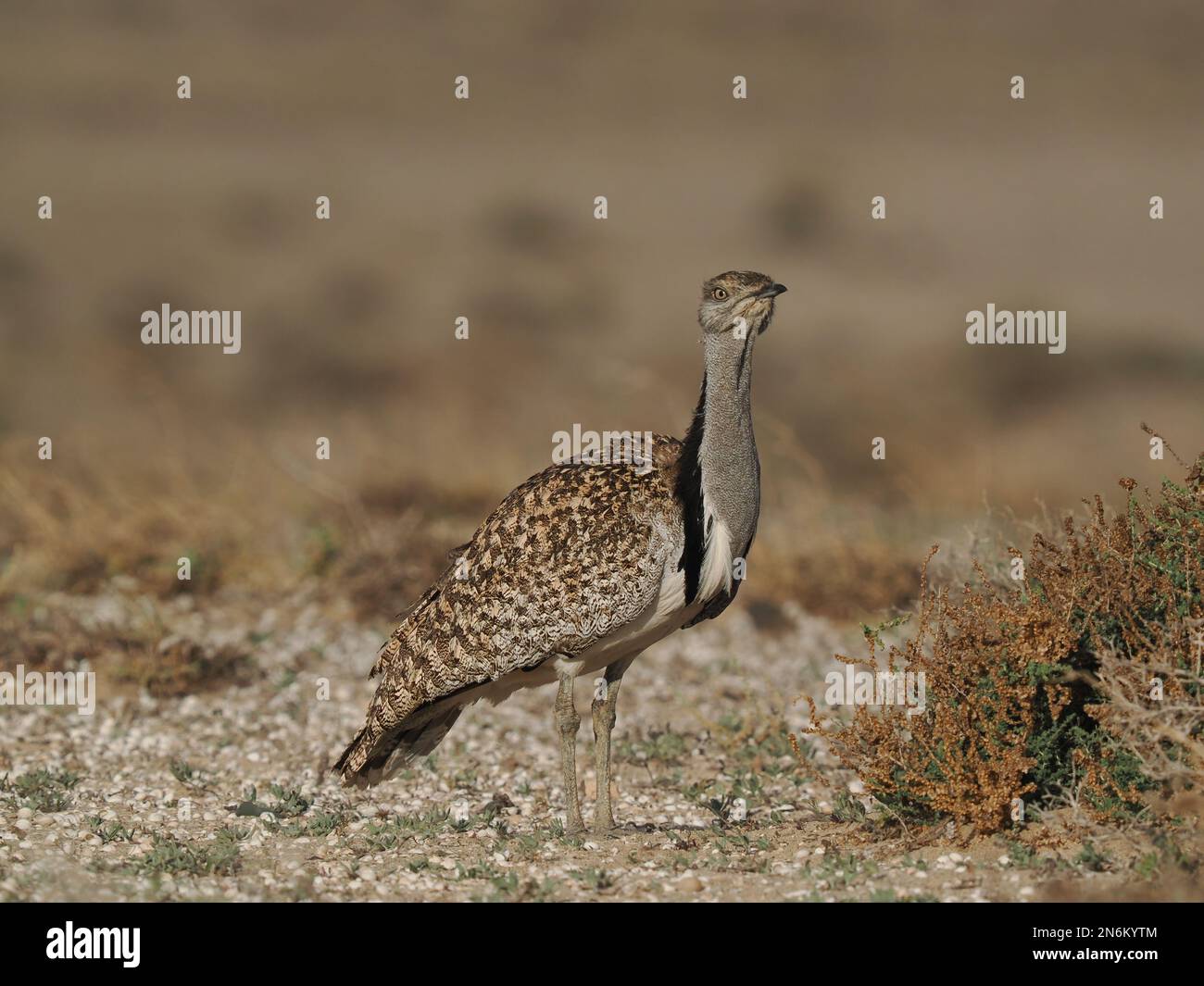 Houbara bustard are an endangered species, these images were obtained ...