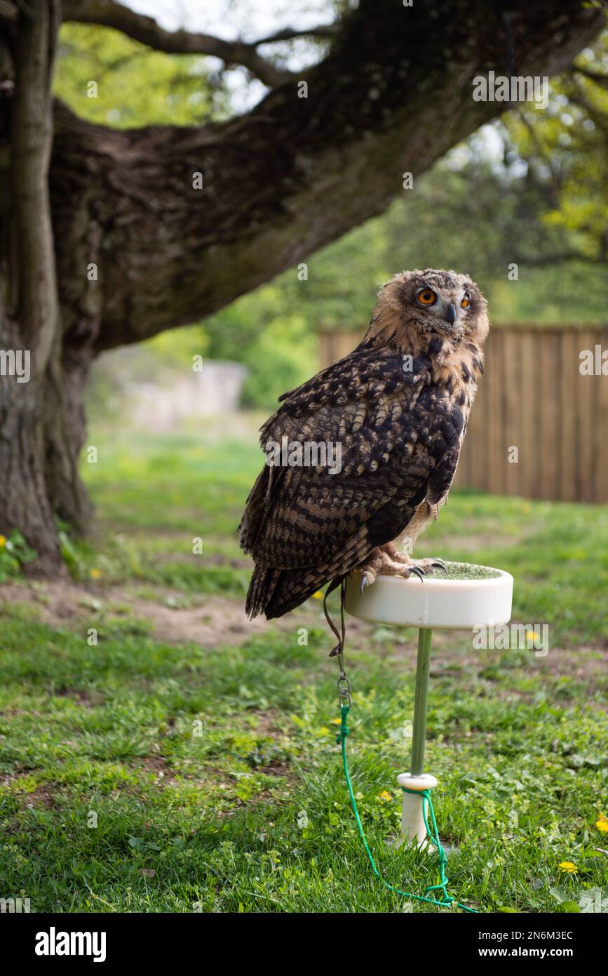 young Eurasian Eagle Owl (Bubo bubo Stock Photo - Alamy