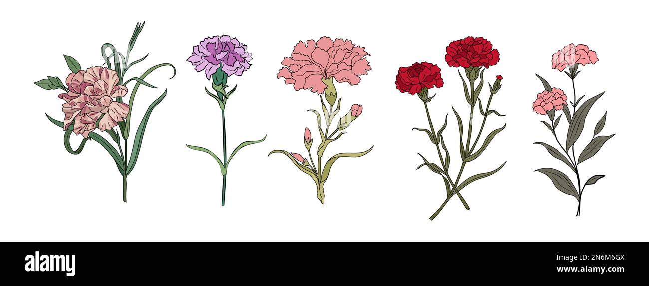 Set of Carnation January birth month flower colorful vector ...