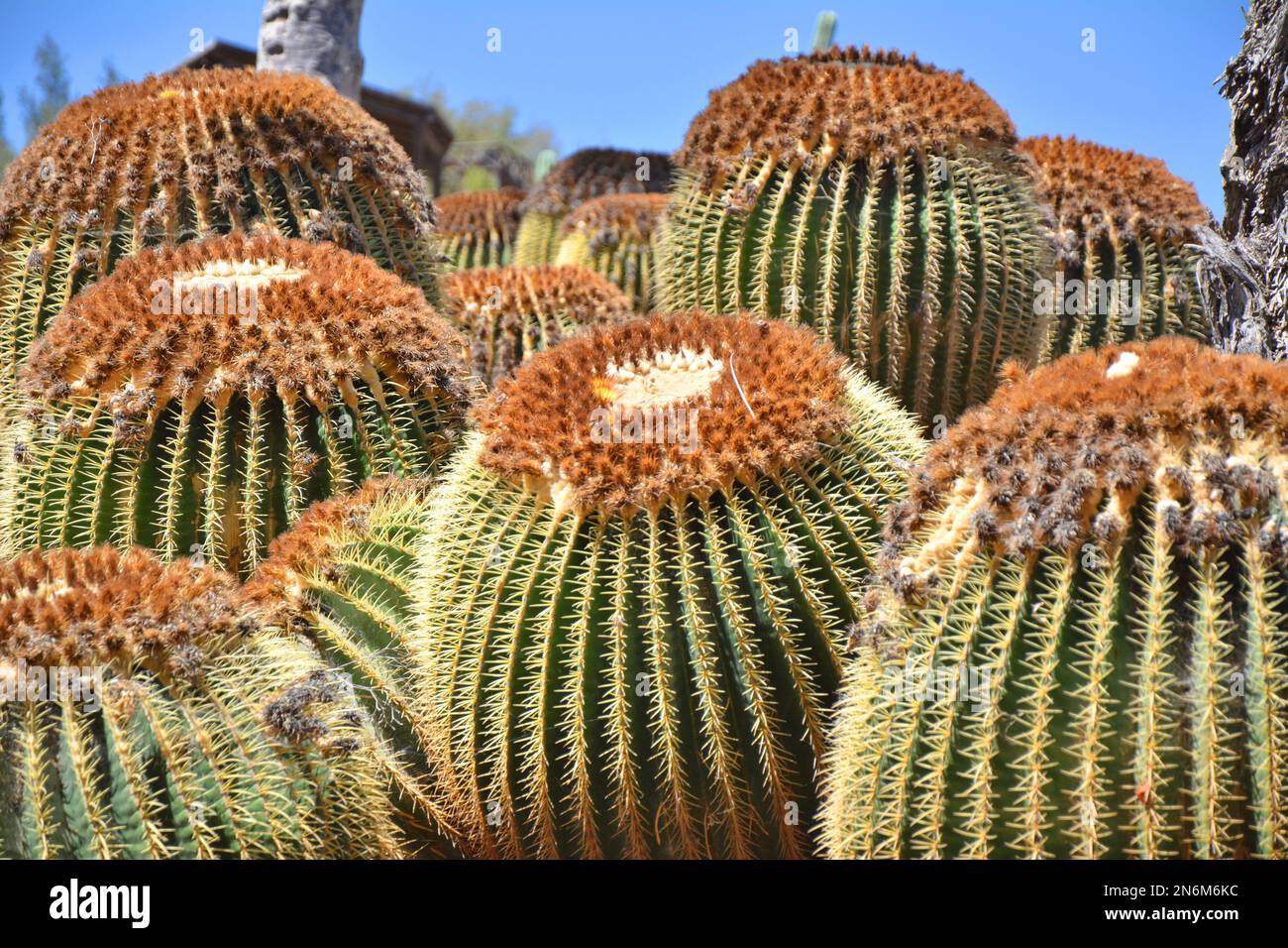 Large golden barrel cactus growing in the botanical garden ...
