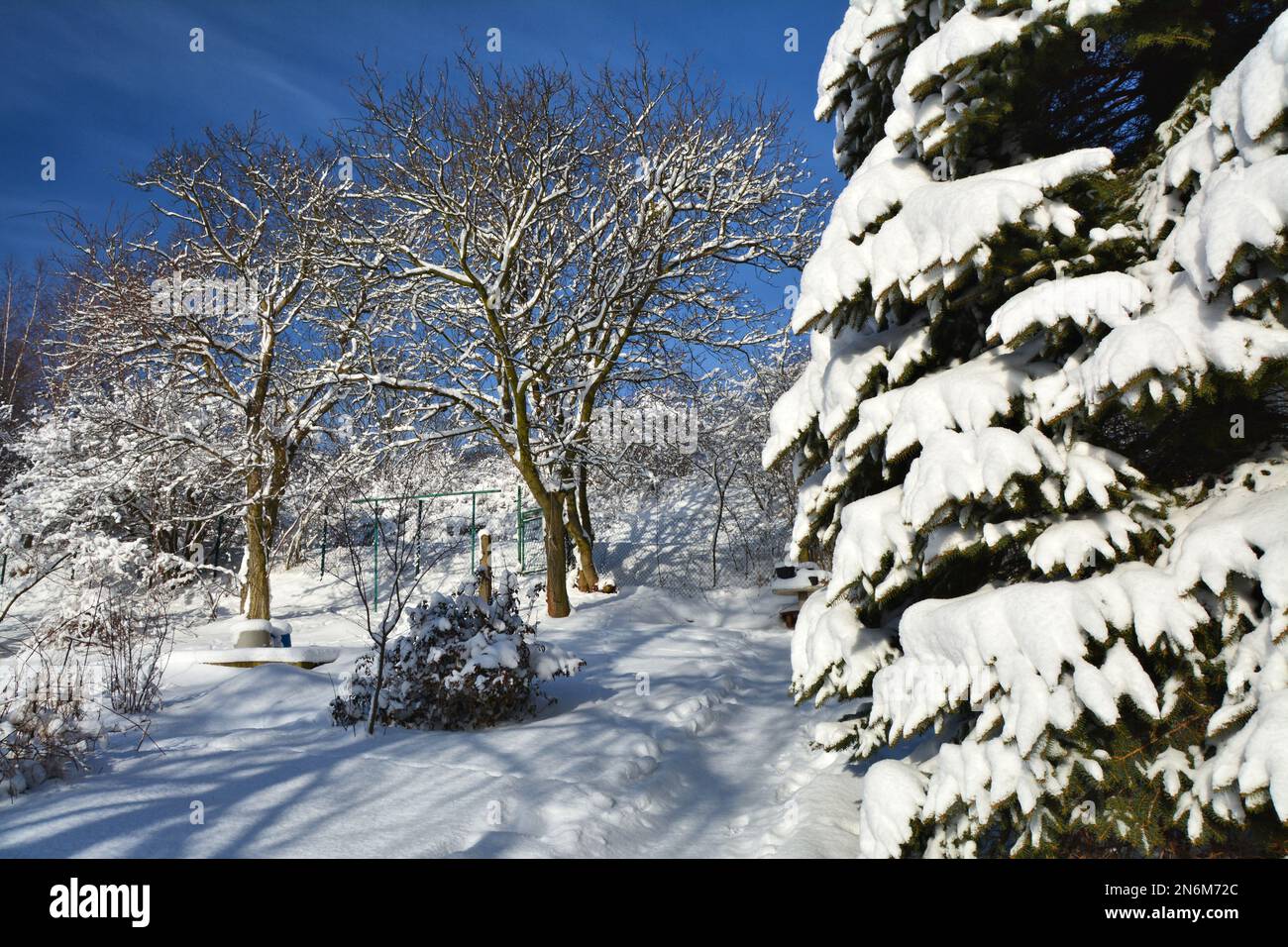 Backyard garden fir trees hi-res stock photography and images - Alamy