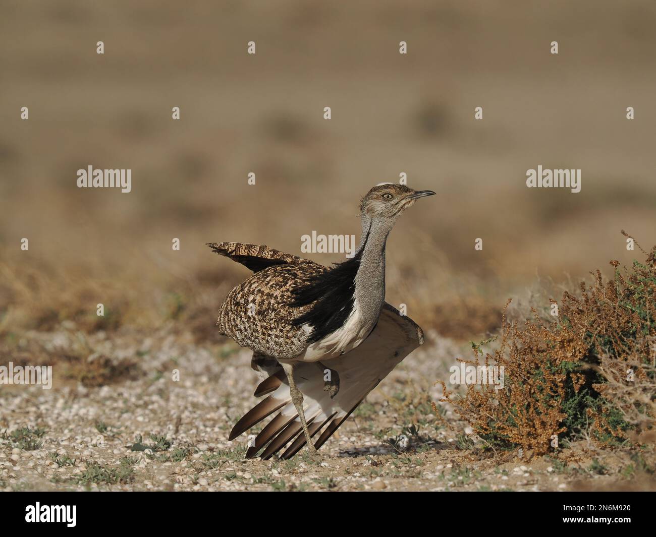 Houbara bustard are an endangered species, these images were obtained ...