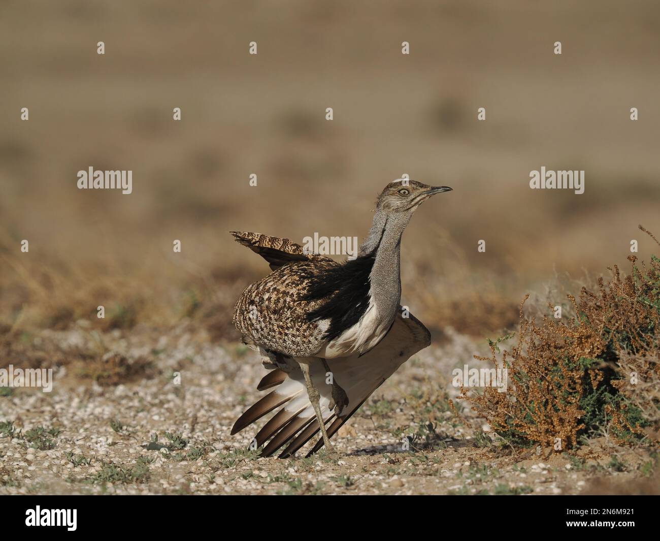 Houbara bustard are an endangered species, these images were obtained ...