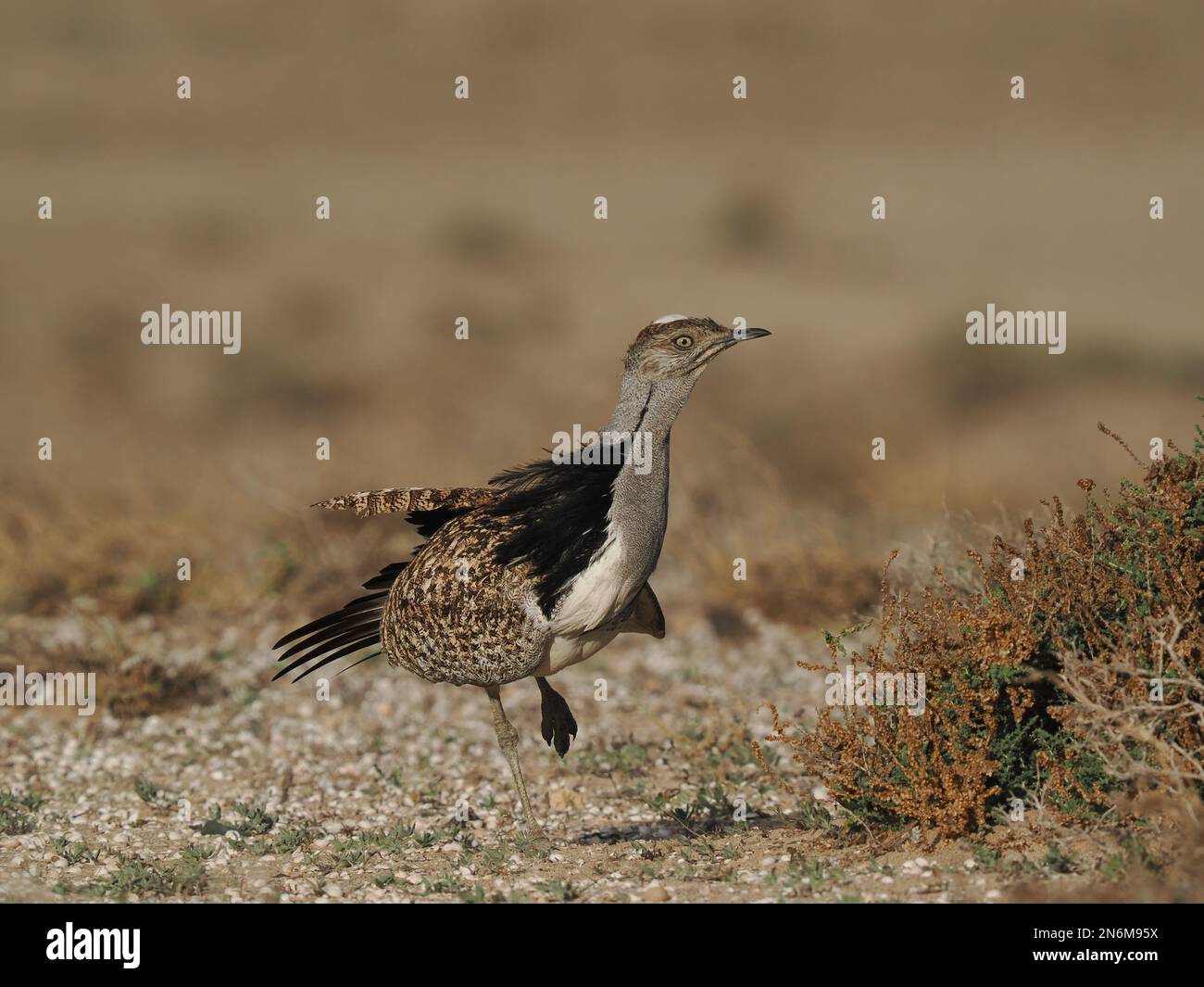 Houbara bustard are an endangered species, these images were obtained ...