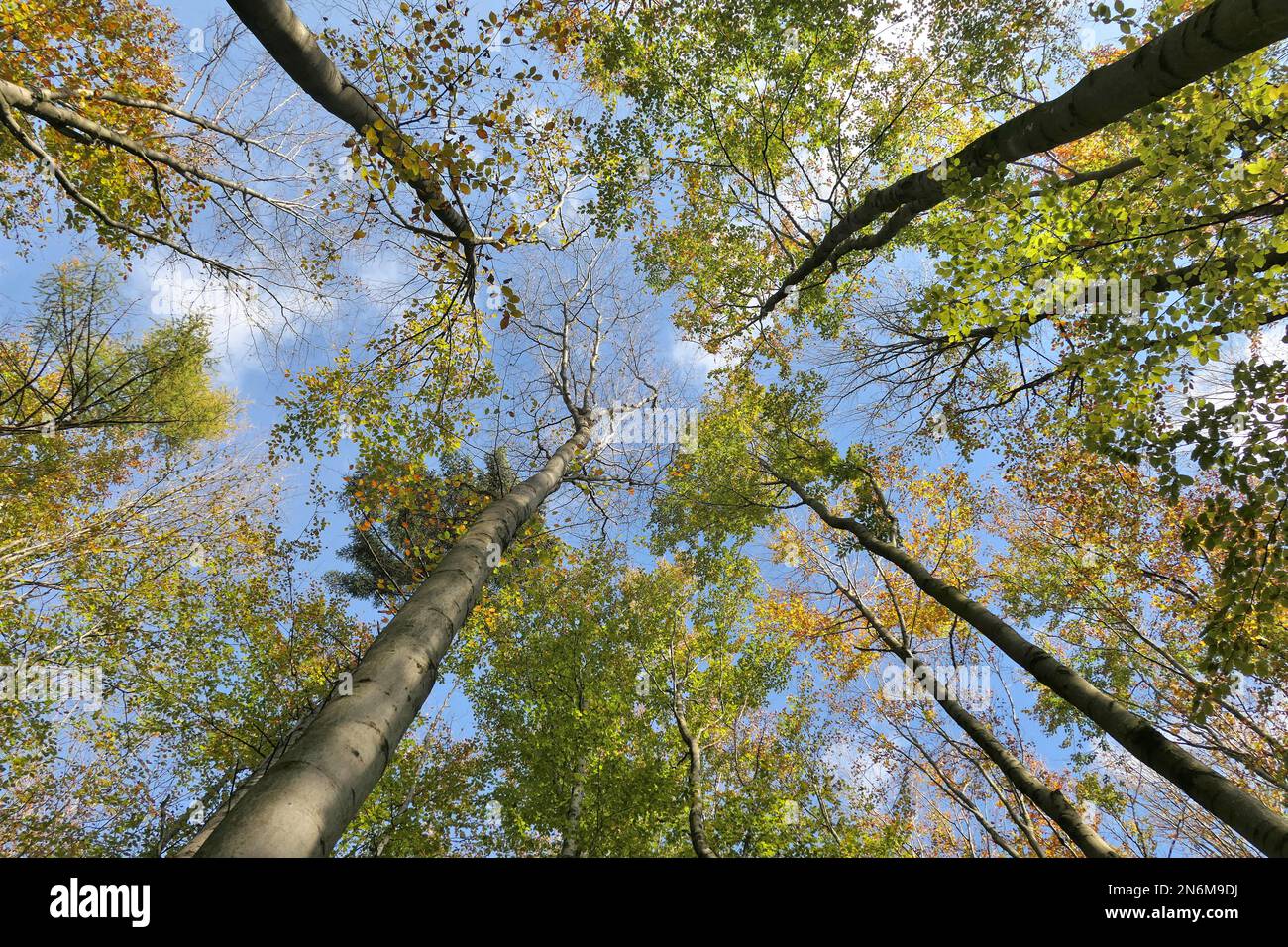 Tree crowns hi-res stock photography and images - Alamy
