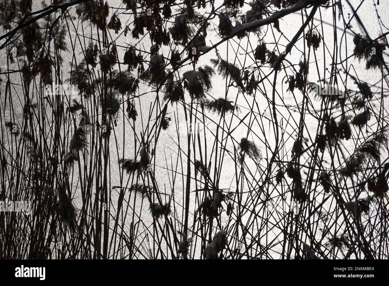 Reeds on lake shore hi-res stock photography and images - Alamy