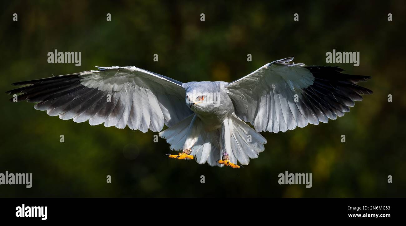 The landing of a gray kite Stock Photo - Alamy