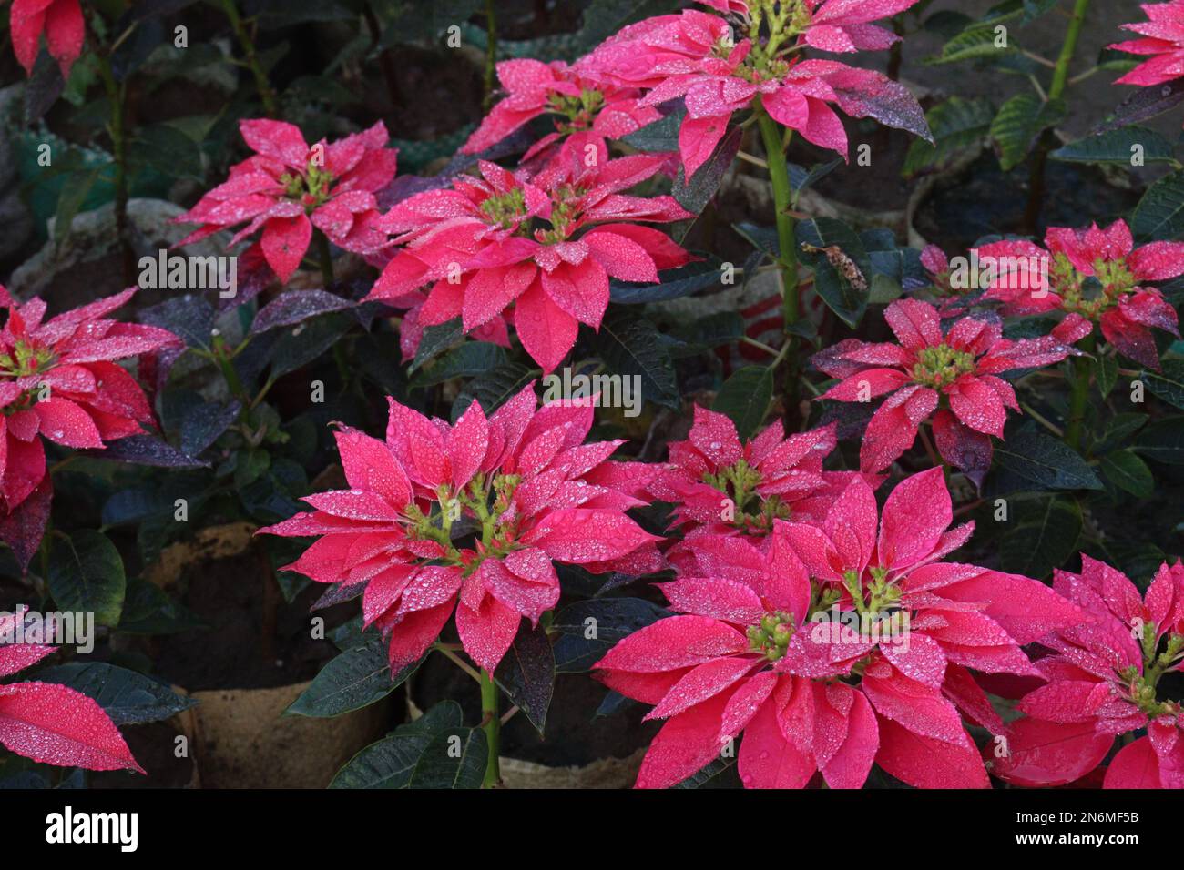 pink colored poinsettia flower farm for harvest and wedding are cash ...