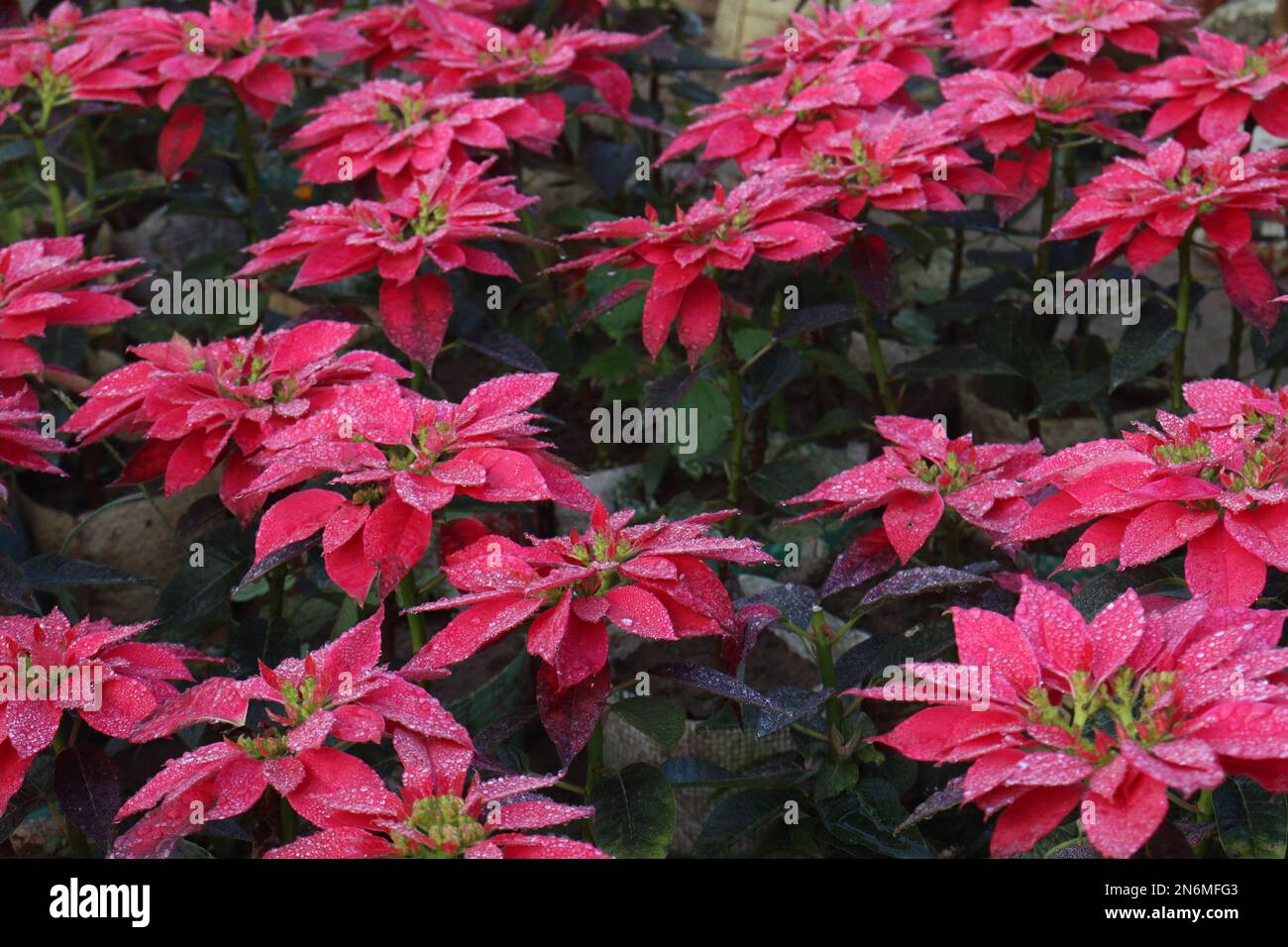 pink colored poinsettia flower farm for harvest and wedding are cash ...