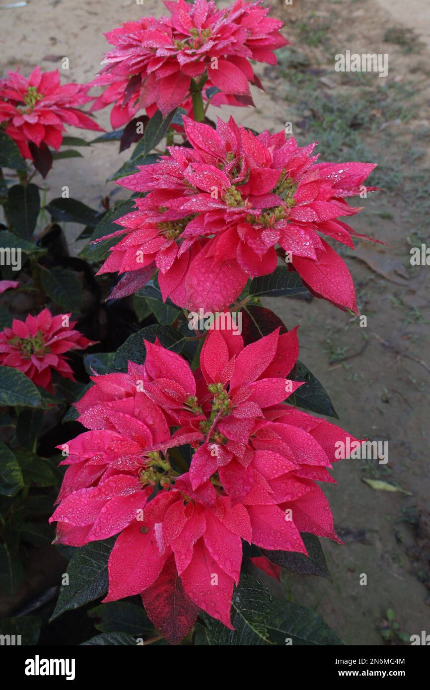 pink colored poinsettia flower farm for harvest and wedding are cash ...