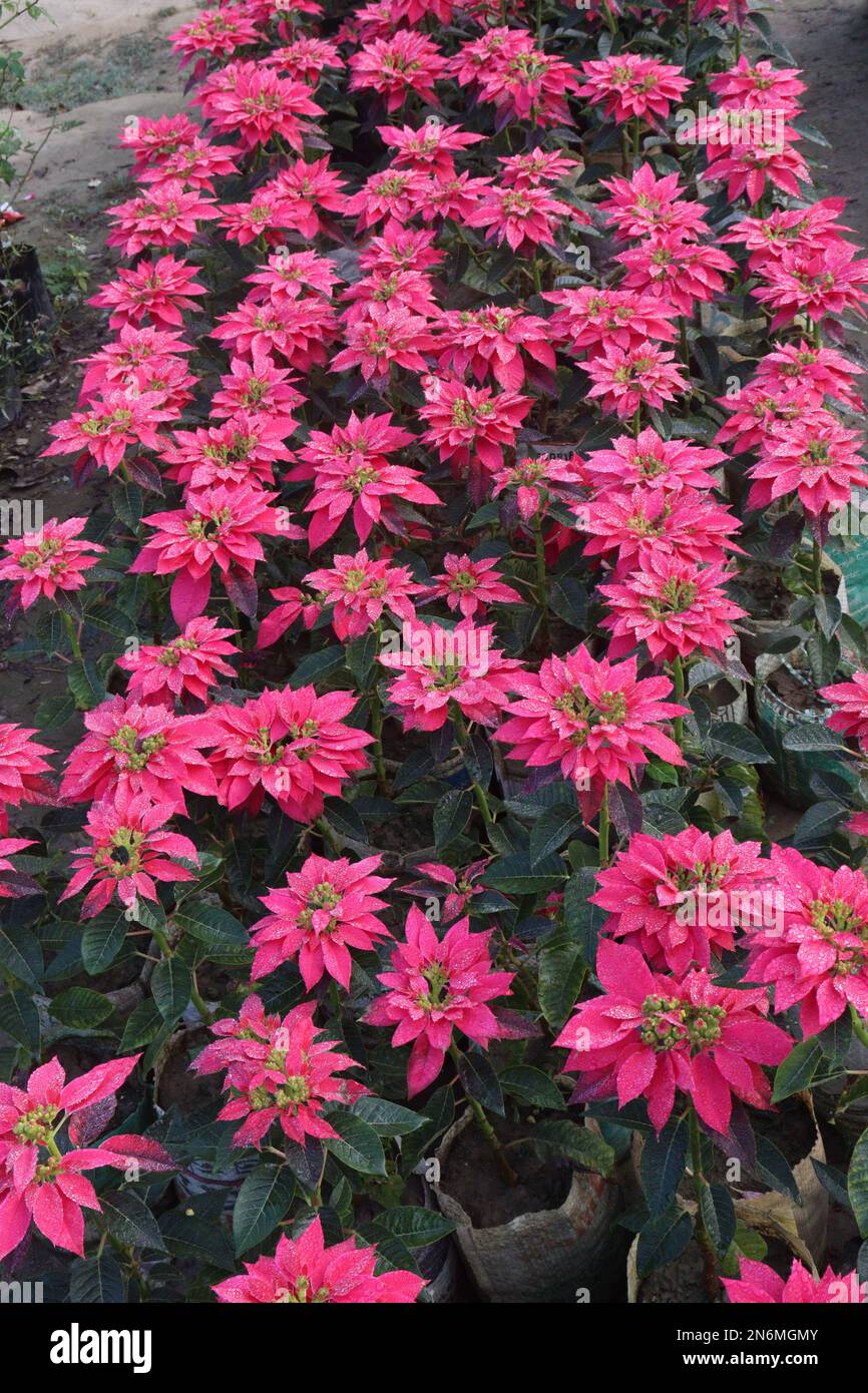 pink colored poinsettia flower farm for harvest and wedding are cash ...