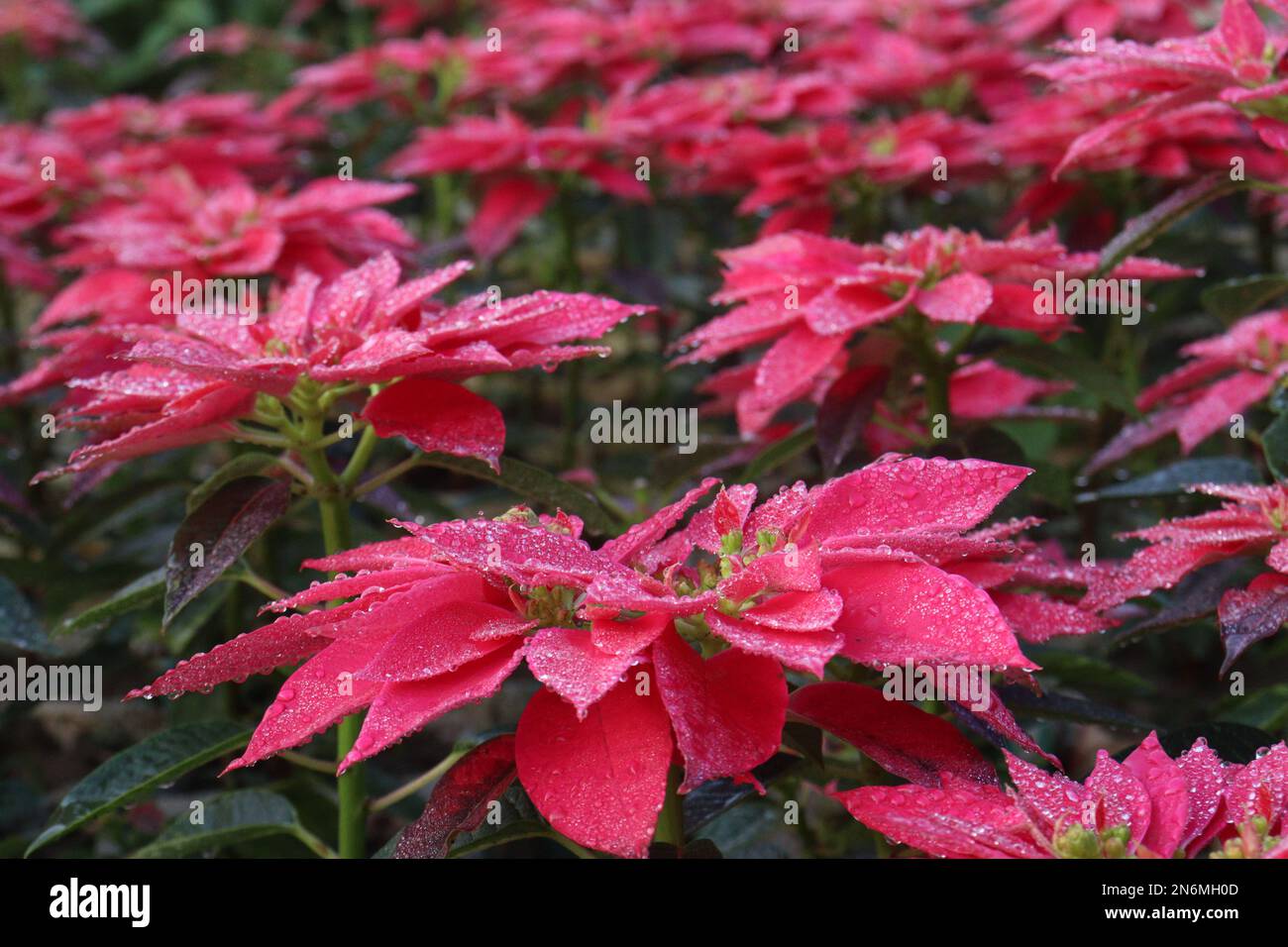 pink colored poinsettia flower farm for harvest and wedding are cash ...