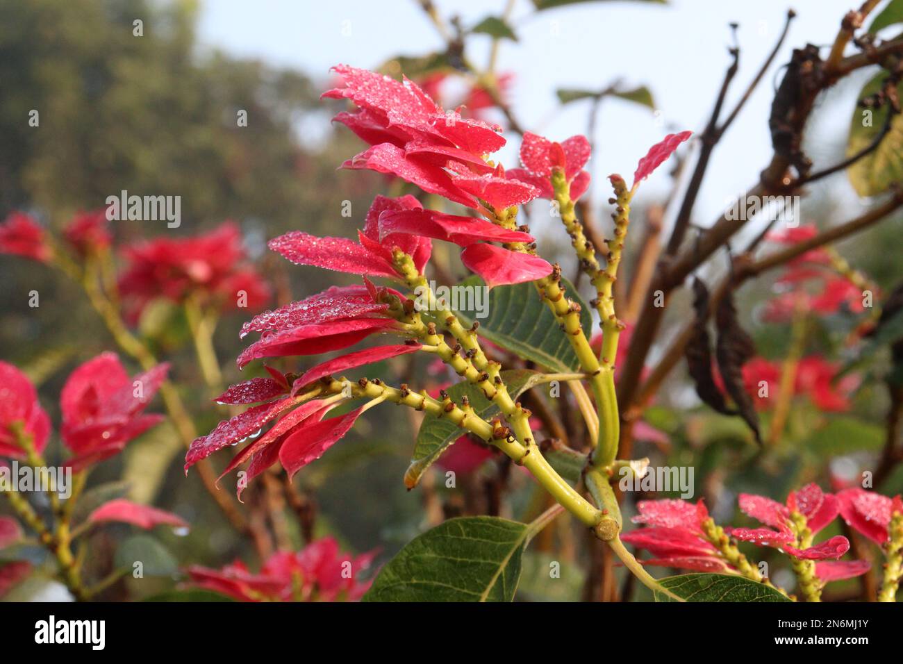 pink colored poinsettia flower farm for harvest and wedding are cash ...