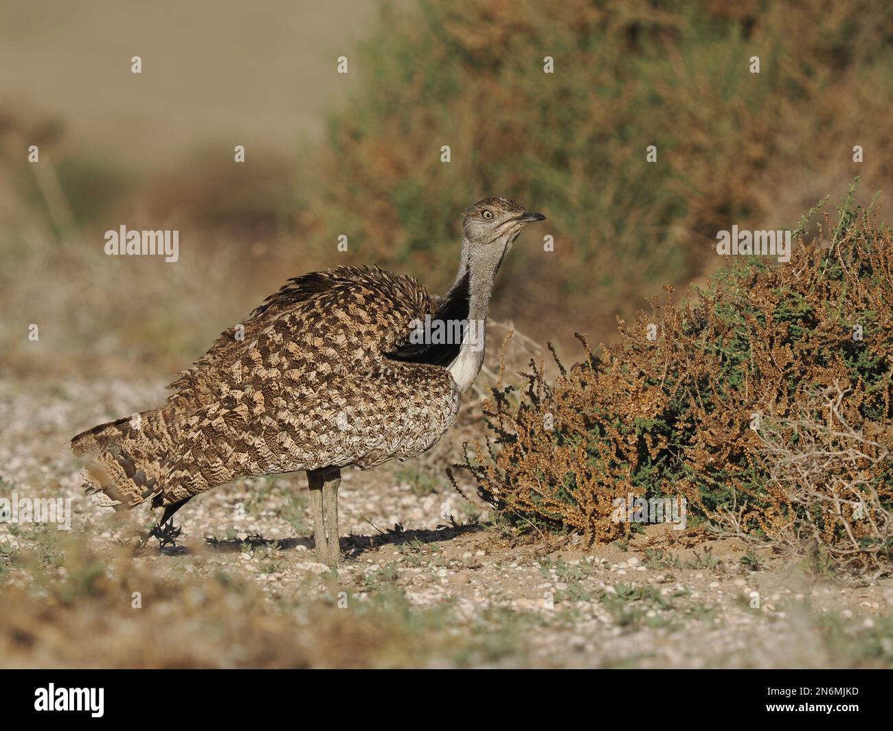 Houbara bustard are an endangered species, these images were obtained ...