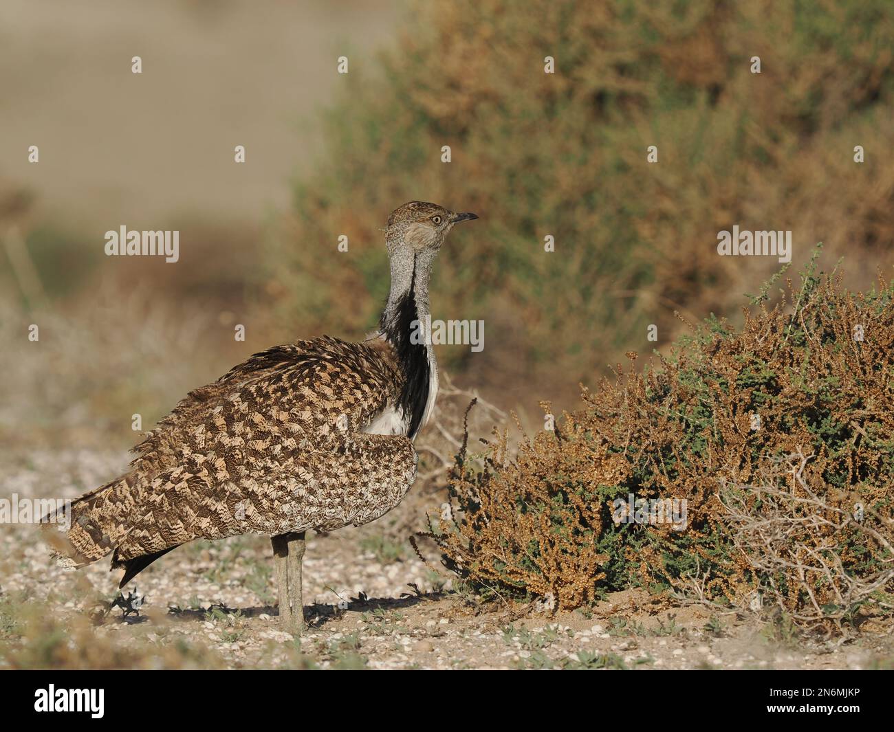 Houbara bustard are an endangered species, these images were obtained ...